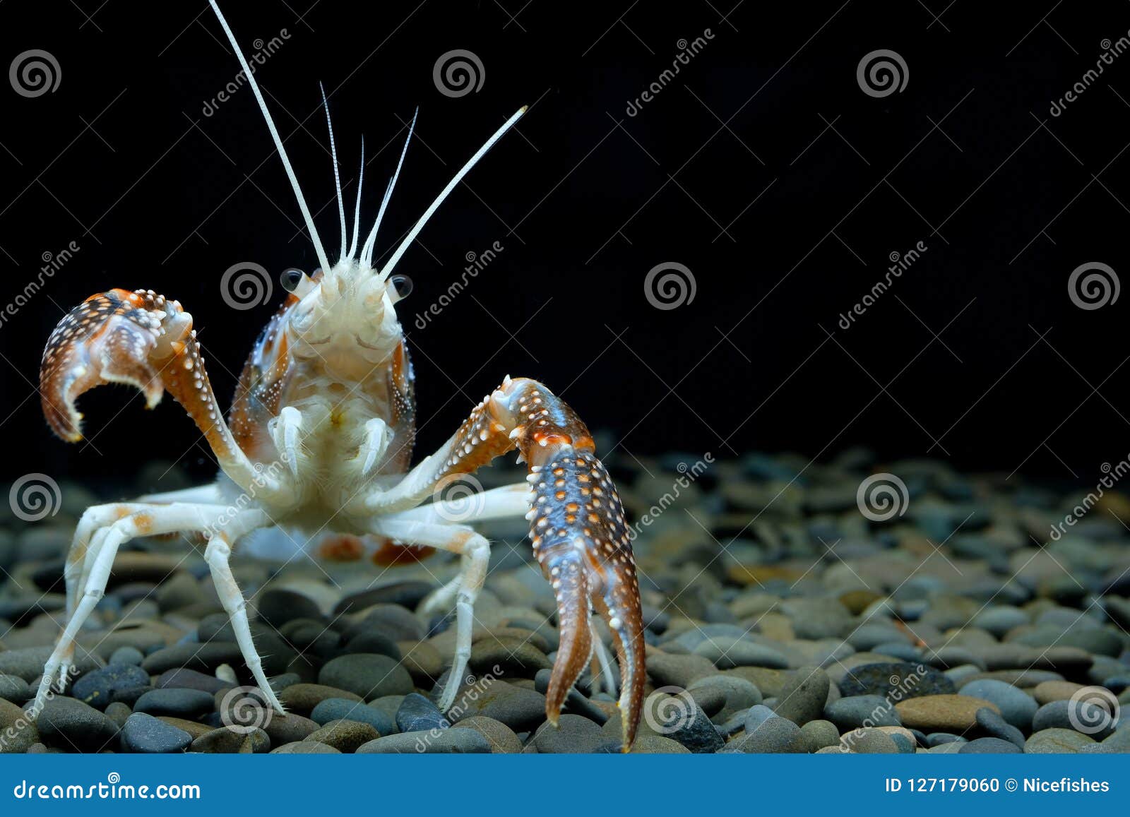 Crayfish Procambarus Clarkii Ghost in the Aquarium Stock Photo - Image ...