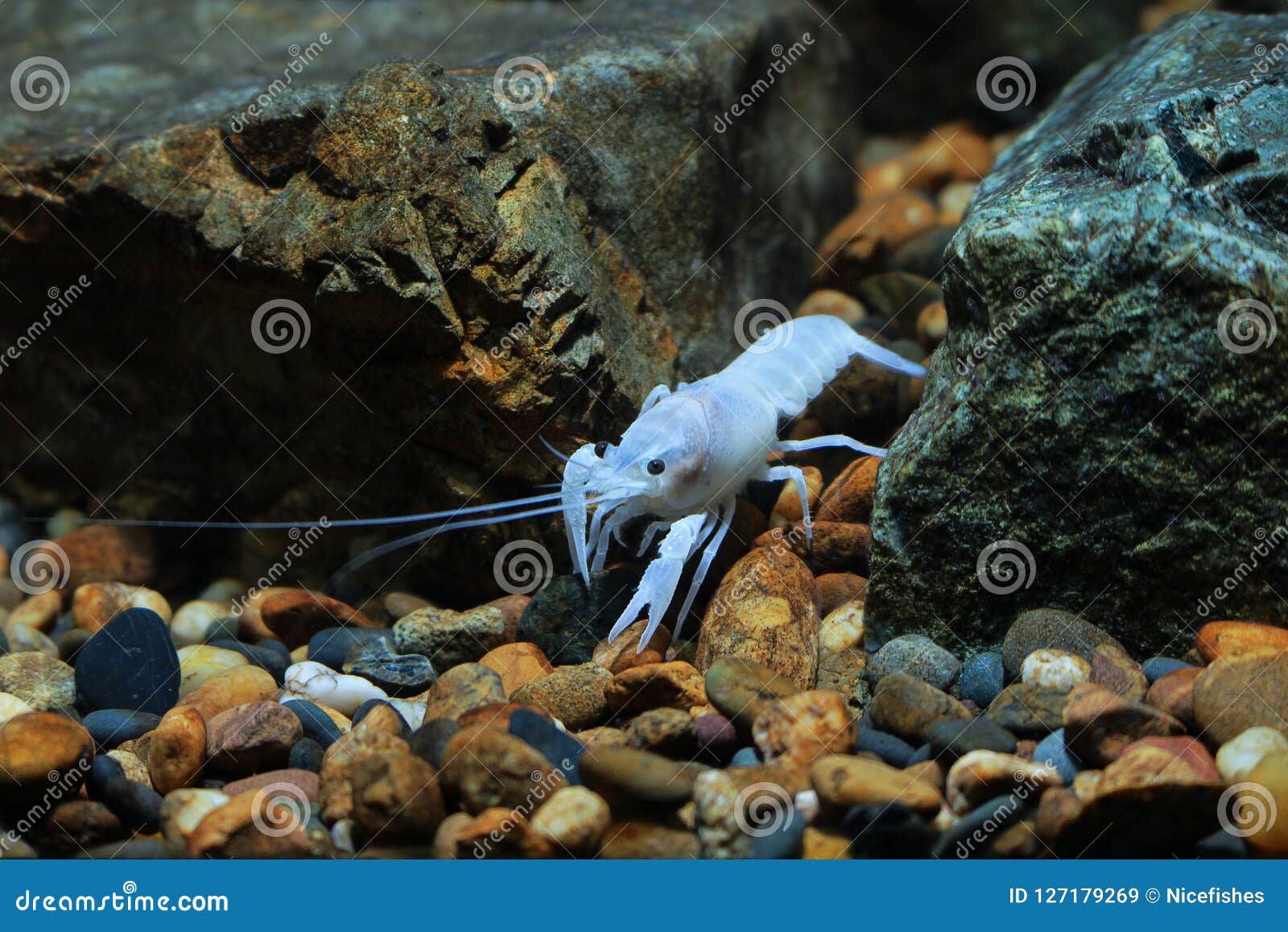Crayfish Procambarus Clarkii Ghost in the Aquarium Stock Image - Image ...