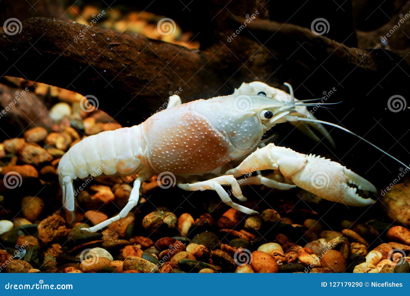 Crayfish Procambarus Clarkii Ghost in the Aquarium Stock Photo - Image ...