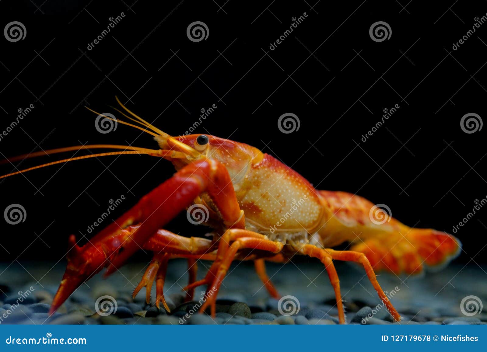 Crayfish Procambarus Clarkii Ghost in the Aquarium Stock Photo - Image ...