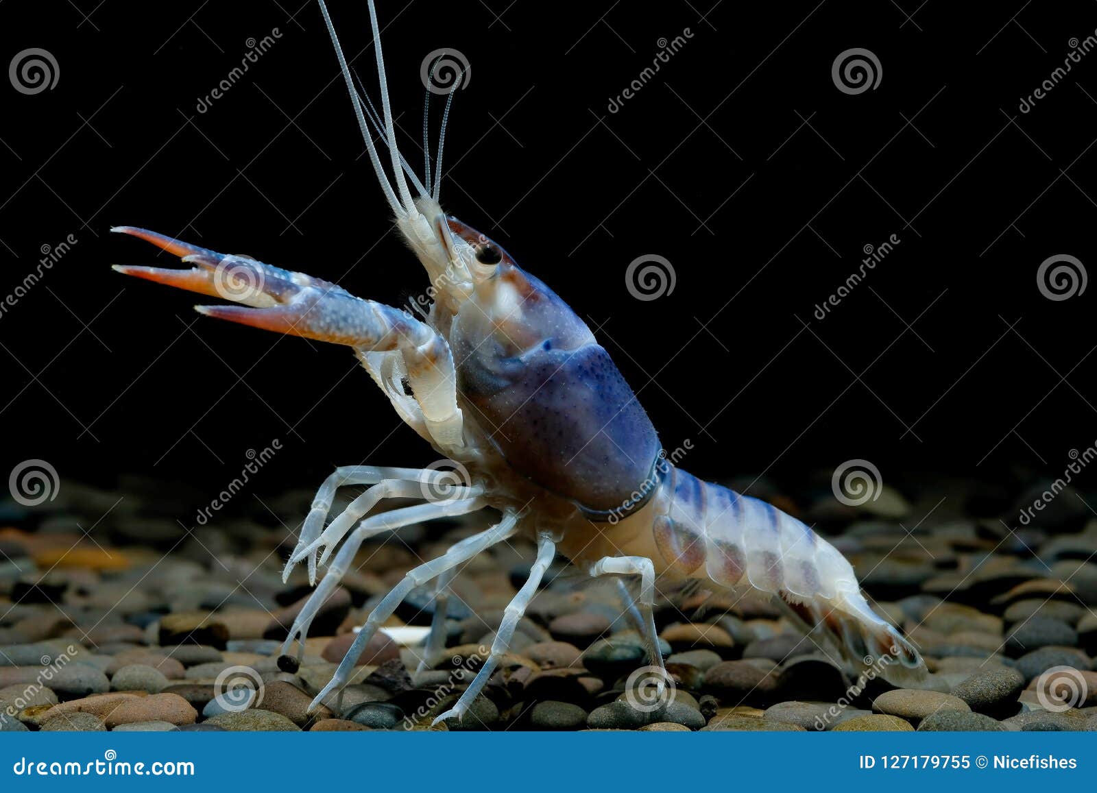 Procambarus Clarkii Ghost