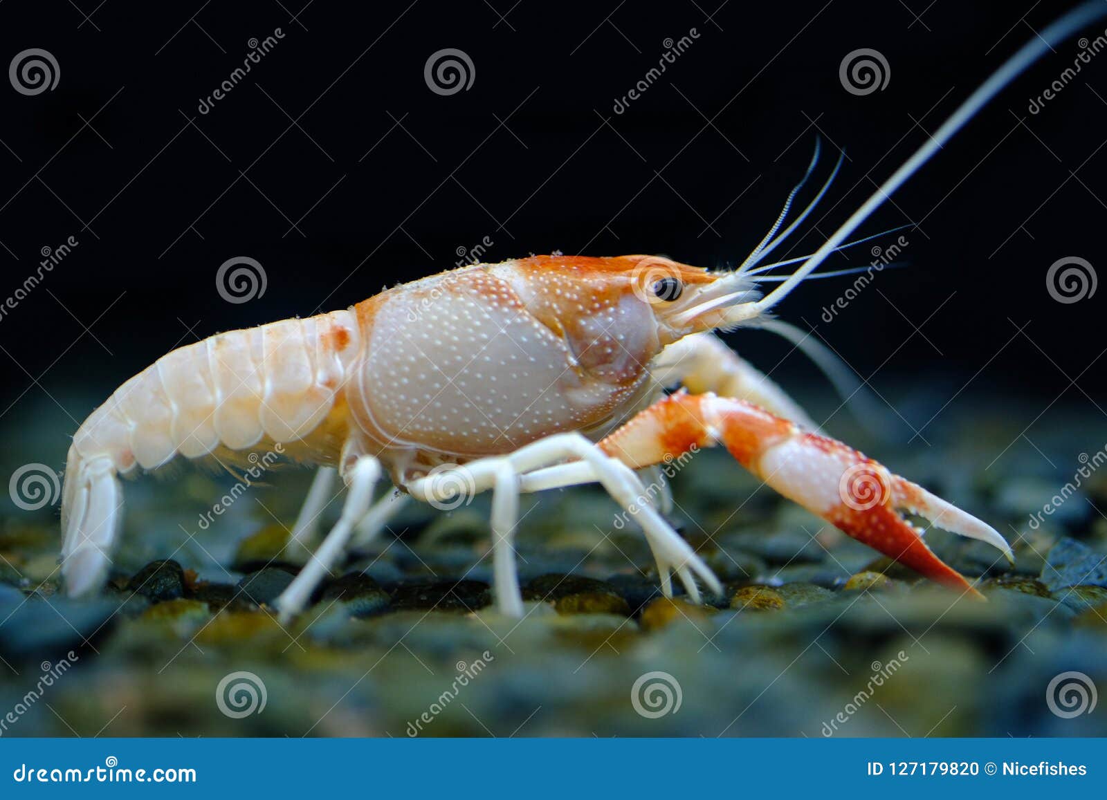 Crayfish Procambarus Clarkii Ghost in the Aquarium Stock Photo - Image ...