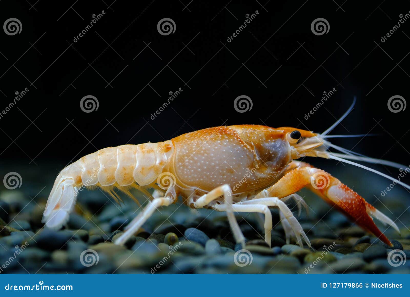 Crayfish Procambarus Clarkii Ghost in the Aquarium Stock Photo - Image ...