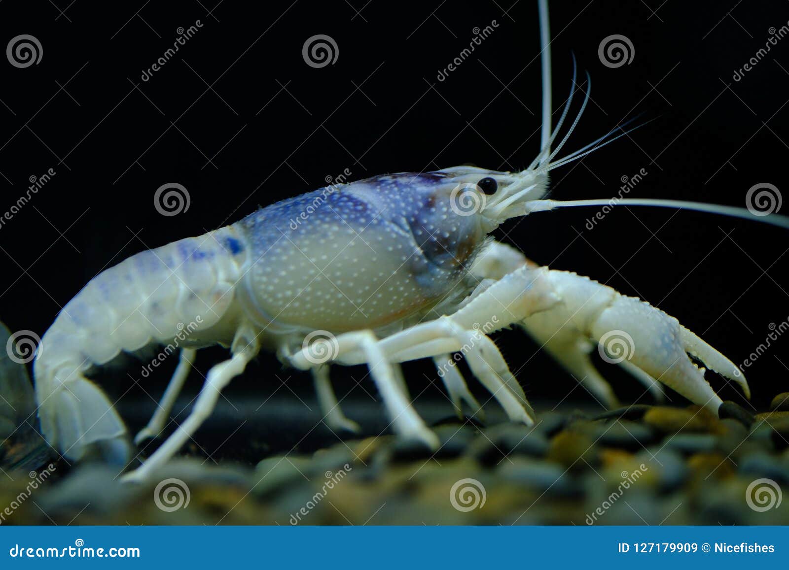 Crayfish Procambarus Clarkii Ghost in the Aquarium Stock Image - Image ...