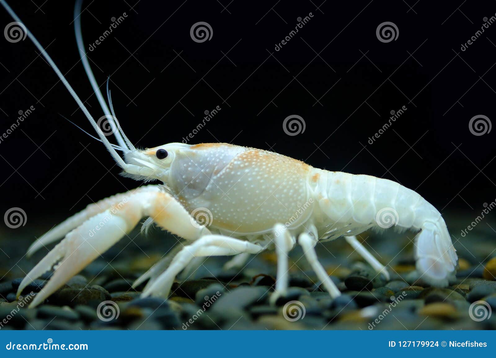 Procambarus Clarkii Ghost