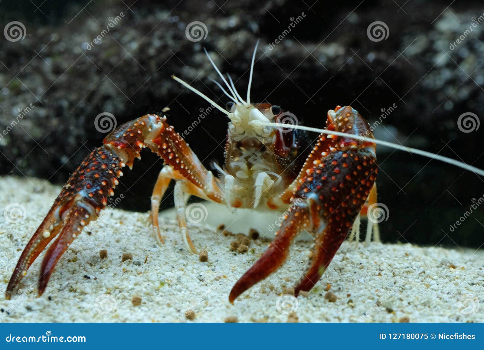 Crayfish Procambarus Clarkii Ghost in the Aquarium Stock Image - Image ...