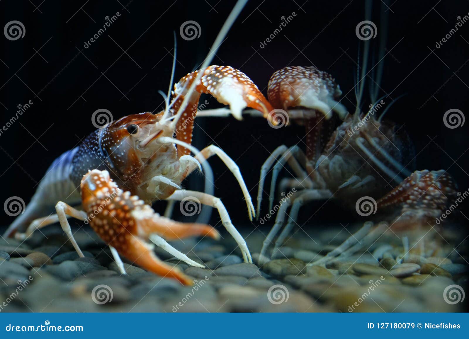 Crayfish Procambarus Clarkii Ghost in the Aquarium Stock Image - Image ...