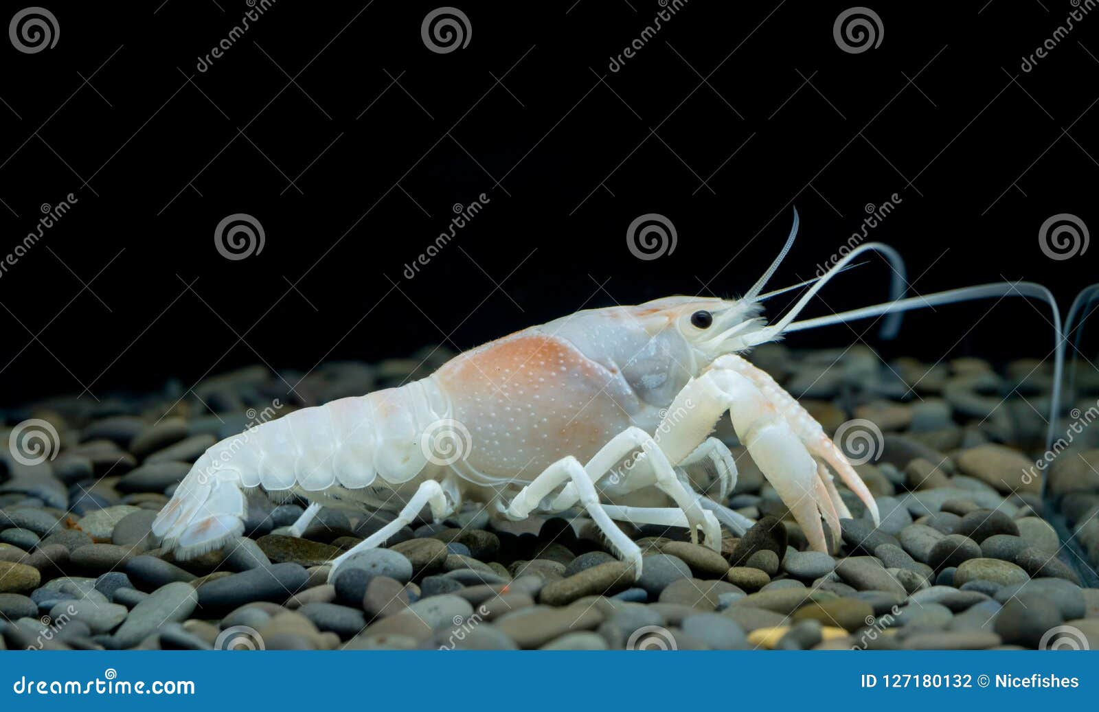 Crayfish Procambarus Clarkii Ghost in the Aquarium Stock Photo - Image ...
