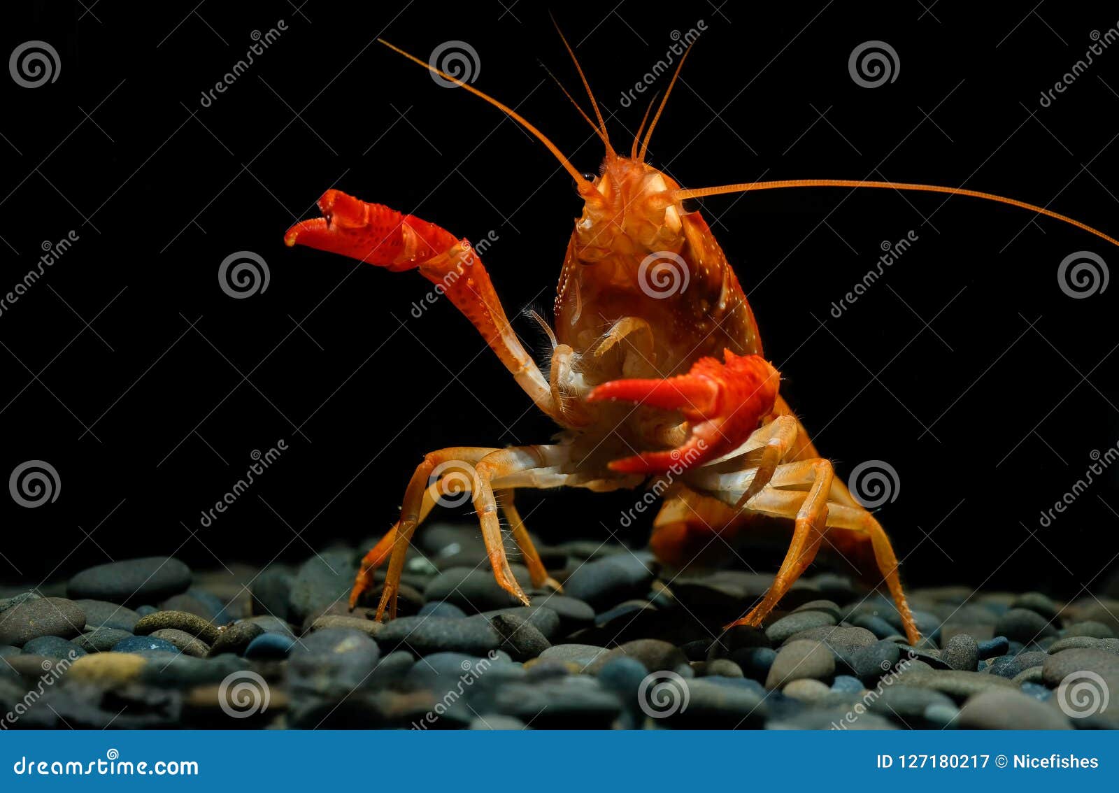 Crayfish Procambarus Clarkii Ghost in the Aquarium Stock Image - Image ...