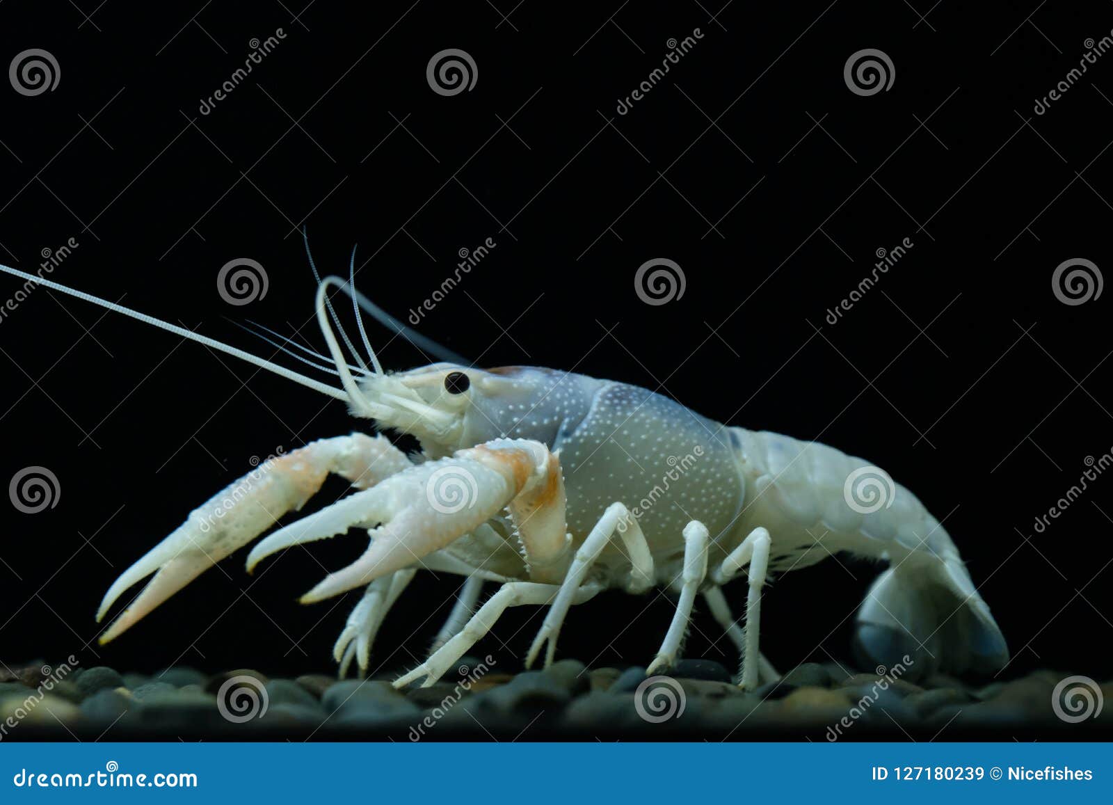 Crayfish Procambarus Clarkii Ghost in the Aquarium Stock Image - Image ...