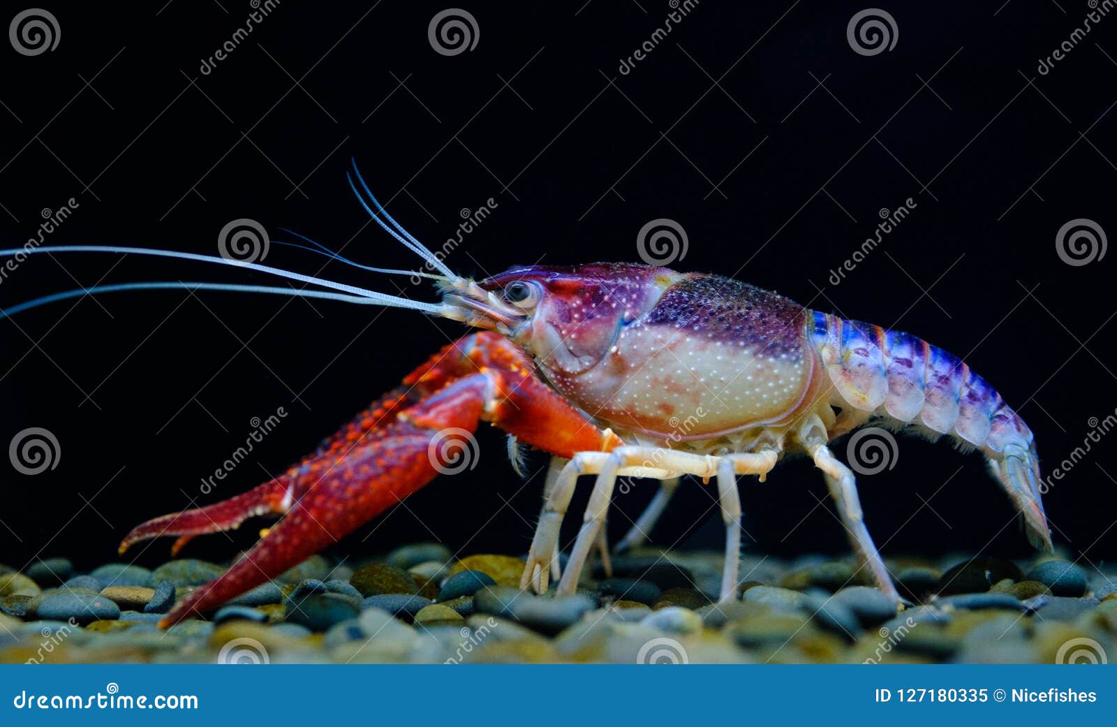 Crayfish Procambarus Clarkii Ghost in the Aquarium Stock Image - Image ...