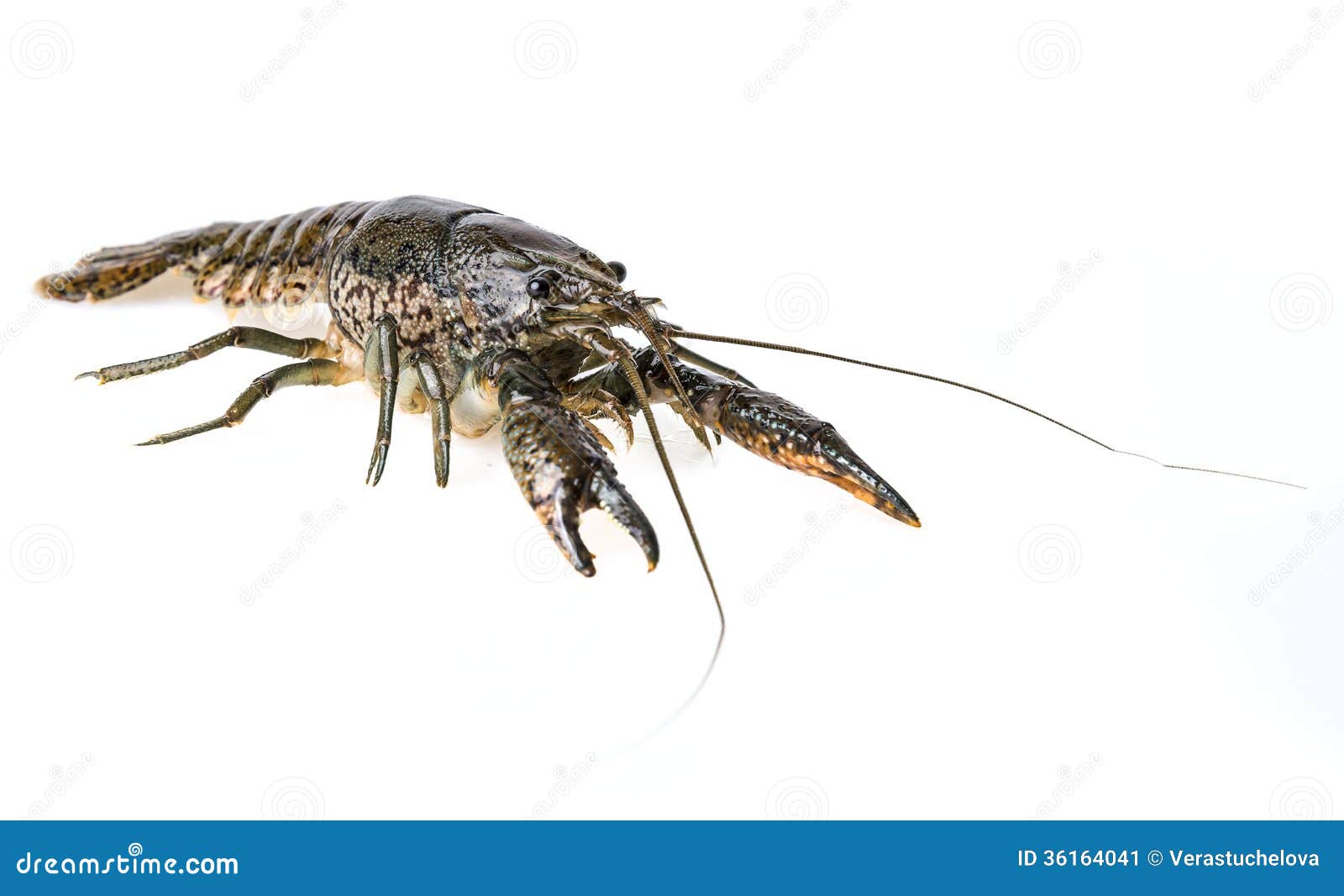 Crayfish stock image. Image of cultivation, ingredient - 36164041