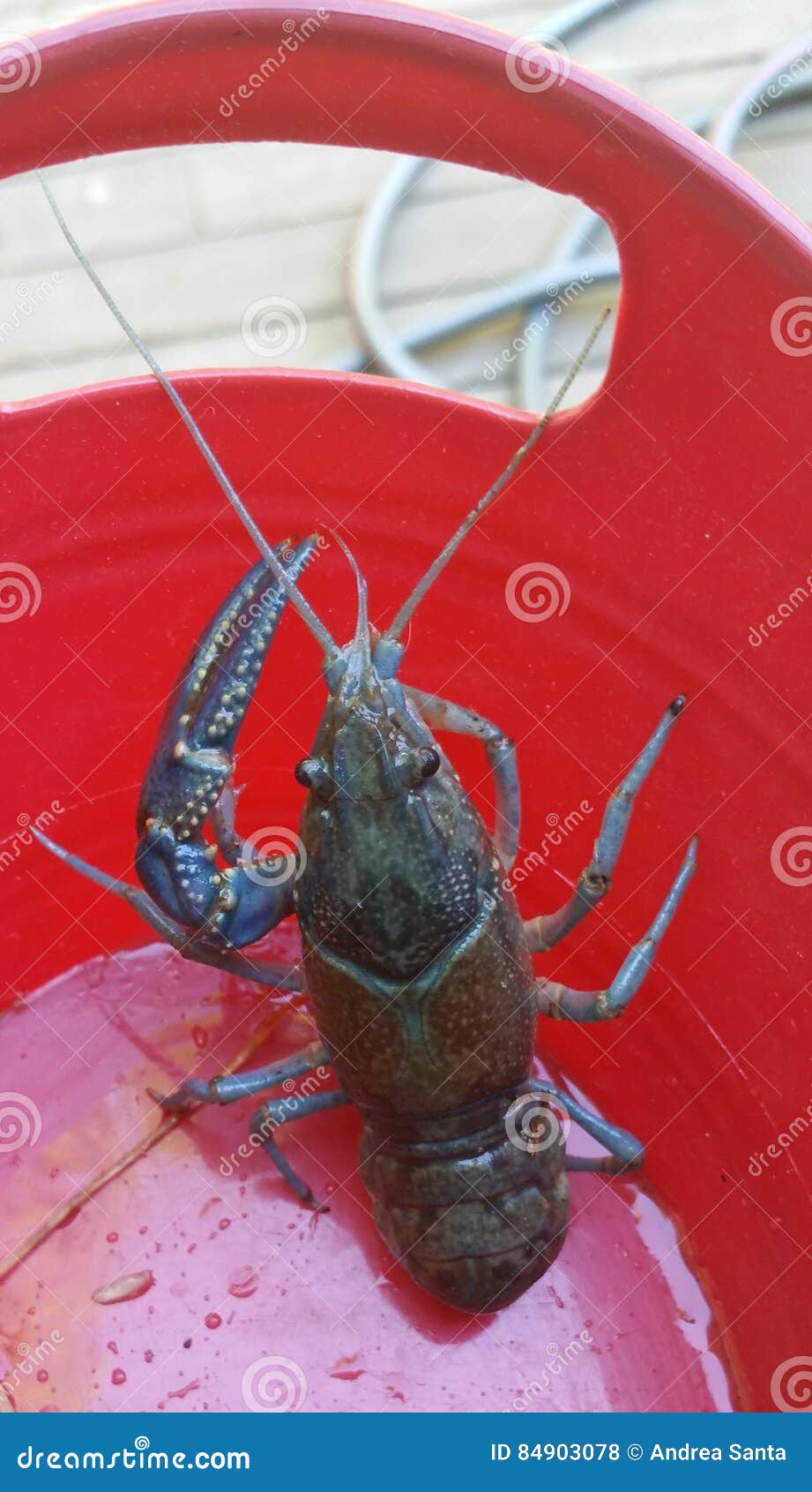 Crayfish stock photo. Image of claws, crayfish, bucket - 84903078