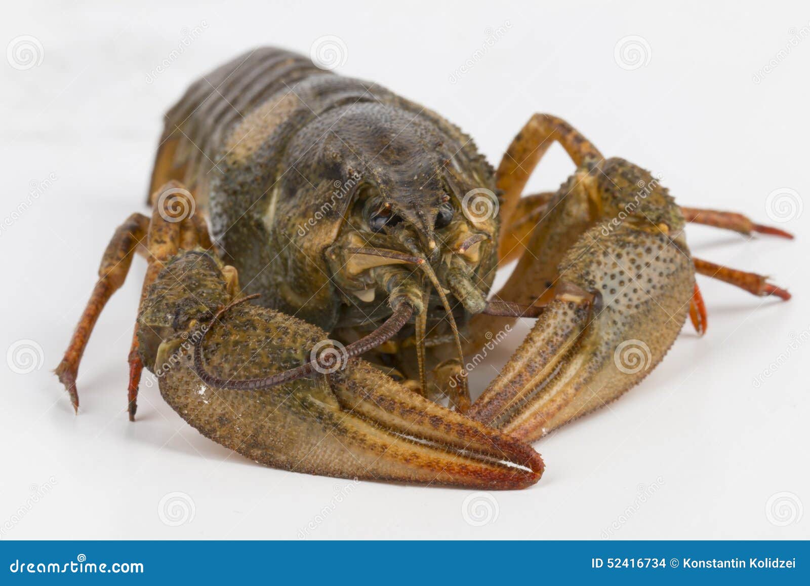 Crayfish. stock photo. Image of macro, sign, life, eating - 52416734