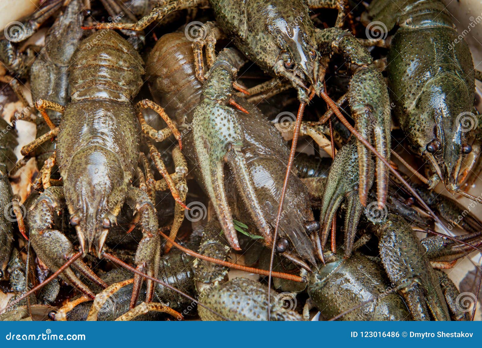 Crayfish in a River. Animal in the Wild Stock Photo - Image of natural ...