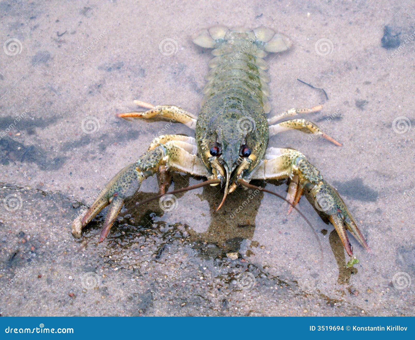 Crayfish on the River-Bank stock photo. Image of bank - 3519694
