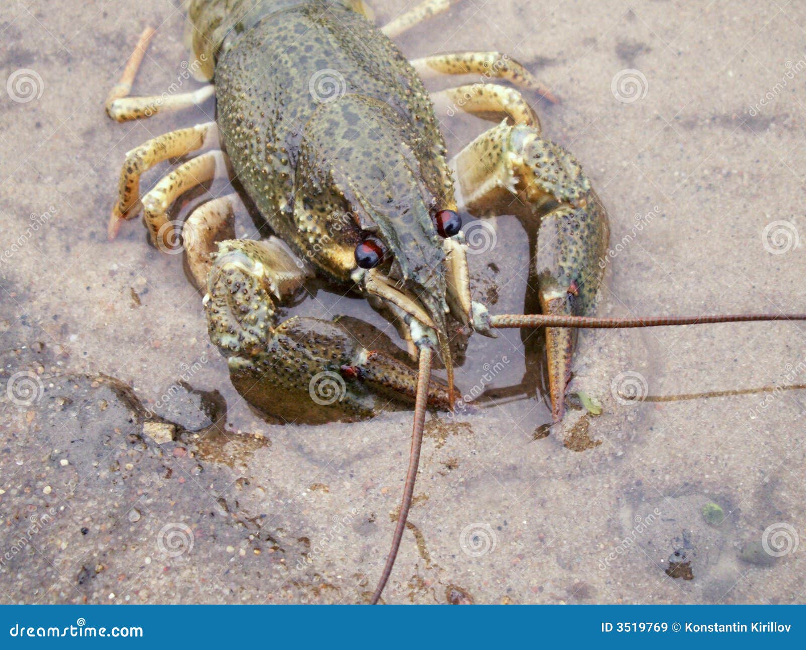 Crayfish on the River-Bank stock image. Image of clear - 3519769