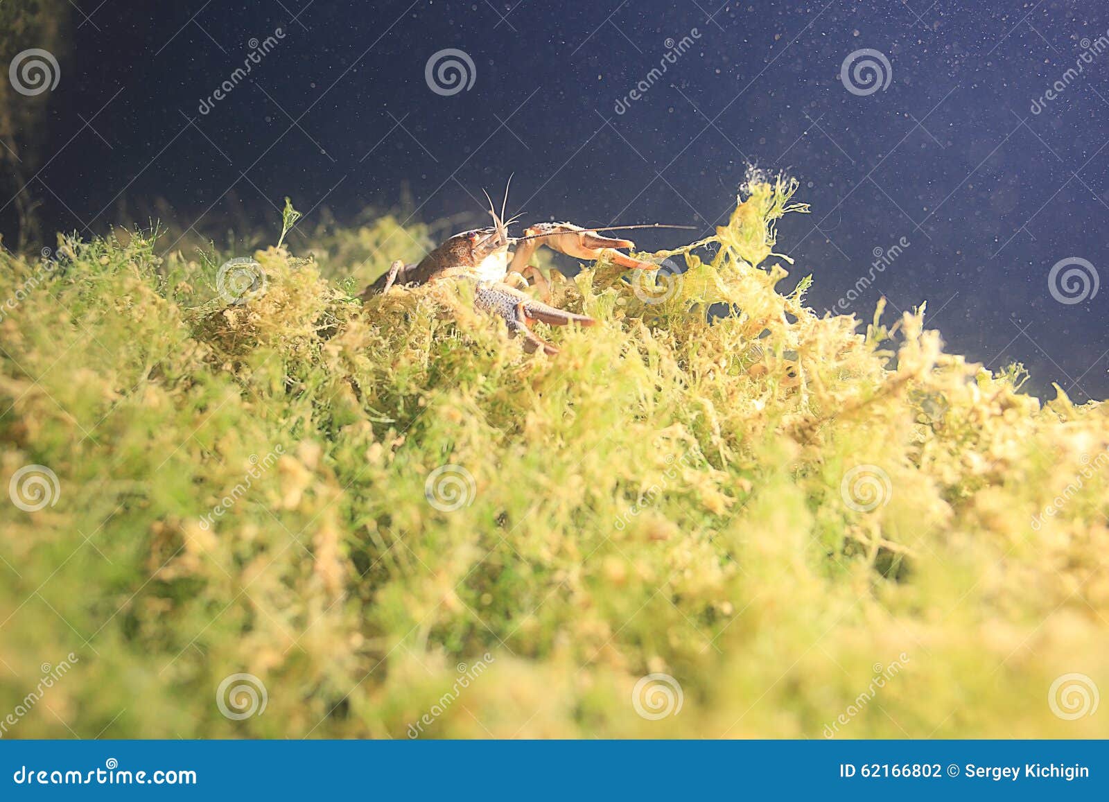 Crayfish in river water stock photo. Image of mussel - 62166802