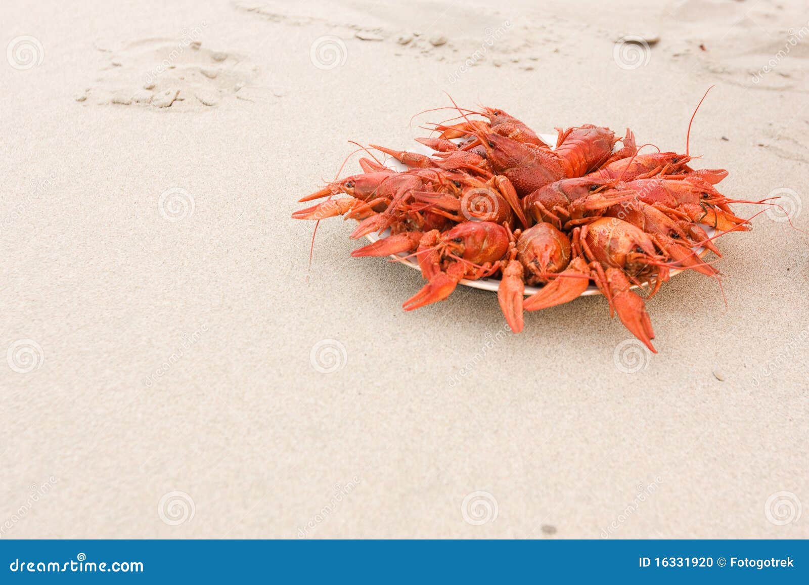 Crayfish on sand stock photo. Image of catch, cook, gourmet - 16331920