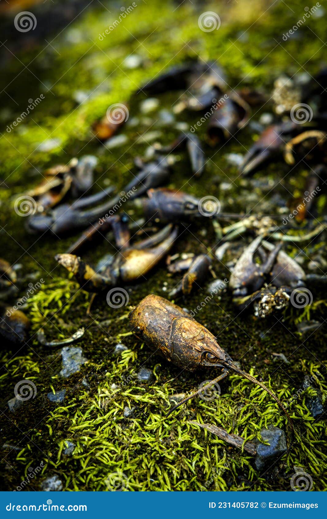 Crayfish Shells Mossy Rocks Stock Photo - Image of yabbies, mossy ...
