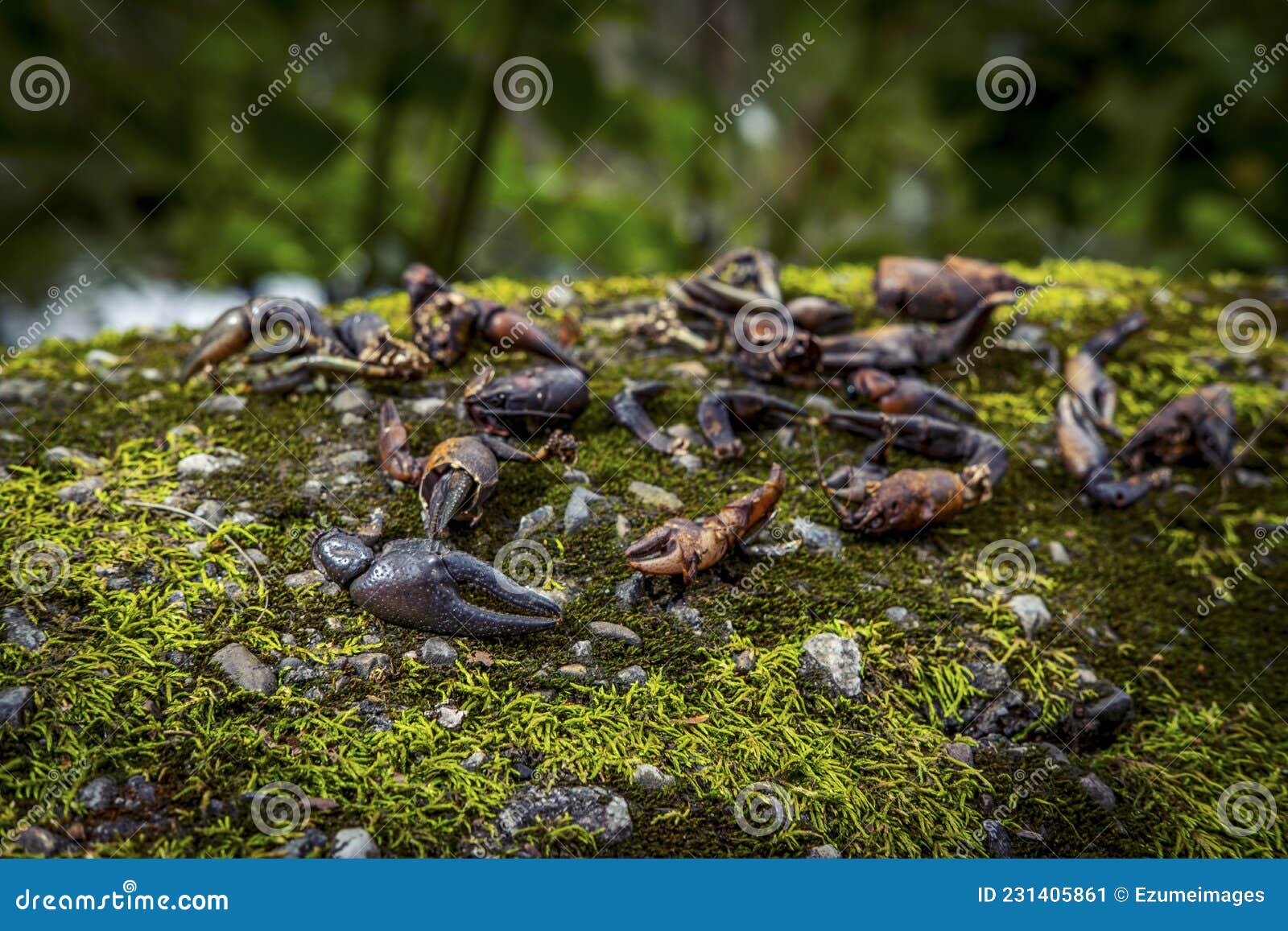 Crayfish Shells Mossy Rocks Stock Image - Image of claws, rocks: 231405861