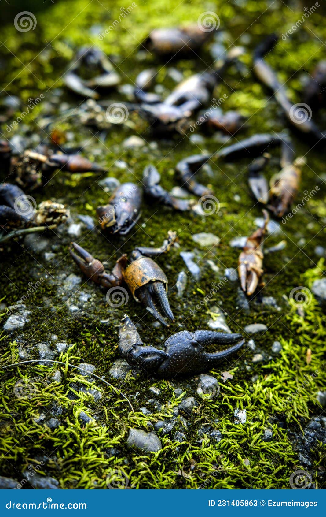 Crayfish Shells Mossy Rocks Stock Image - Image of beach, mossy: 231405863