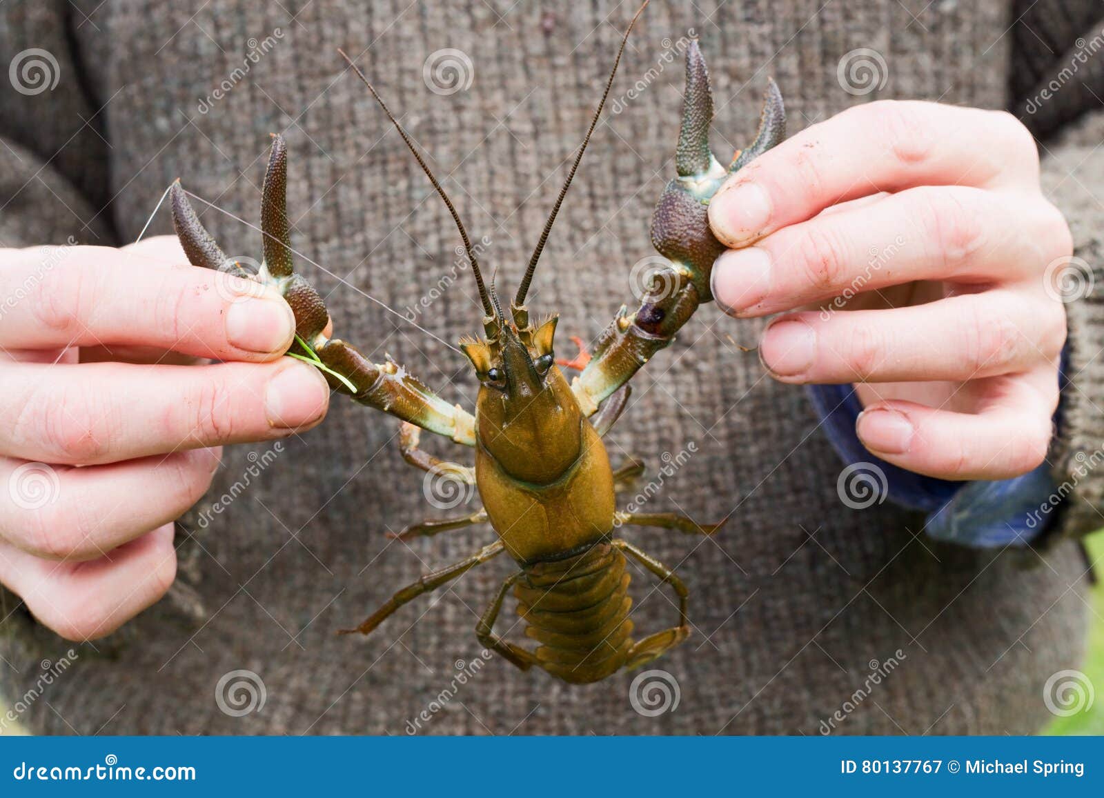 Crayfish stock image. Image of freshwater, american, plague - 80137767
