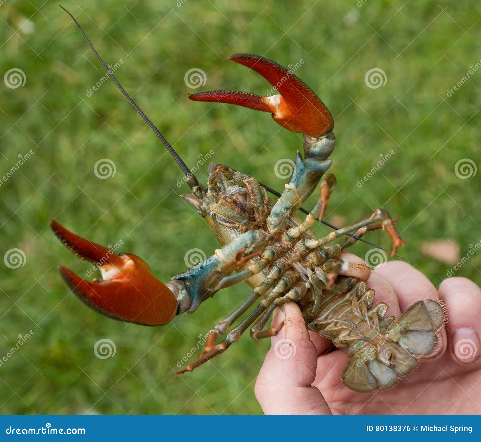 Crayfish stock photo. Image of animal, fresh, wild, introduced - 80138376