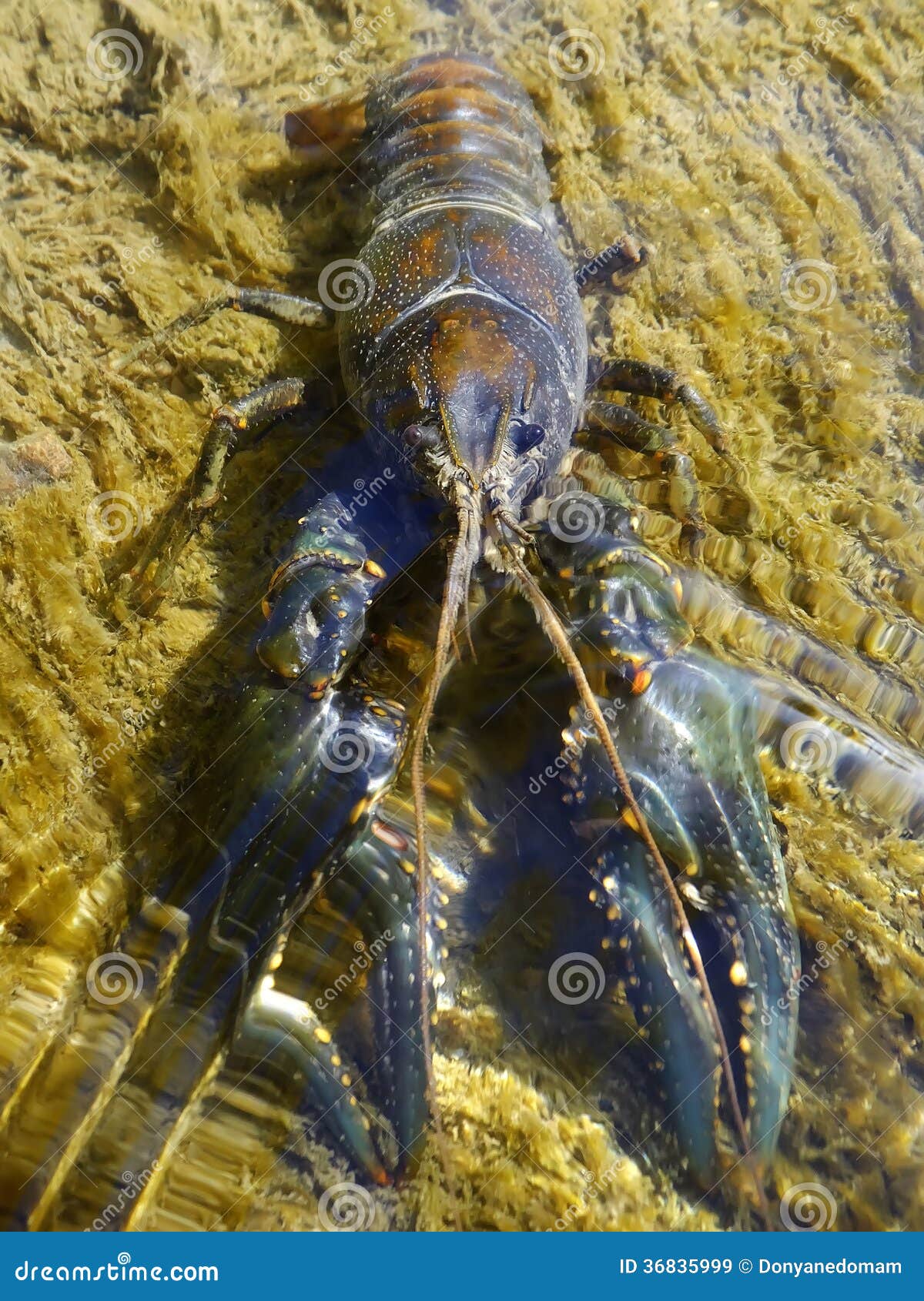385 Crayfish Stream Stock Photos - Free & Royalty-Free Stock Photos ...