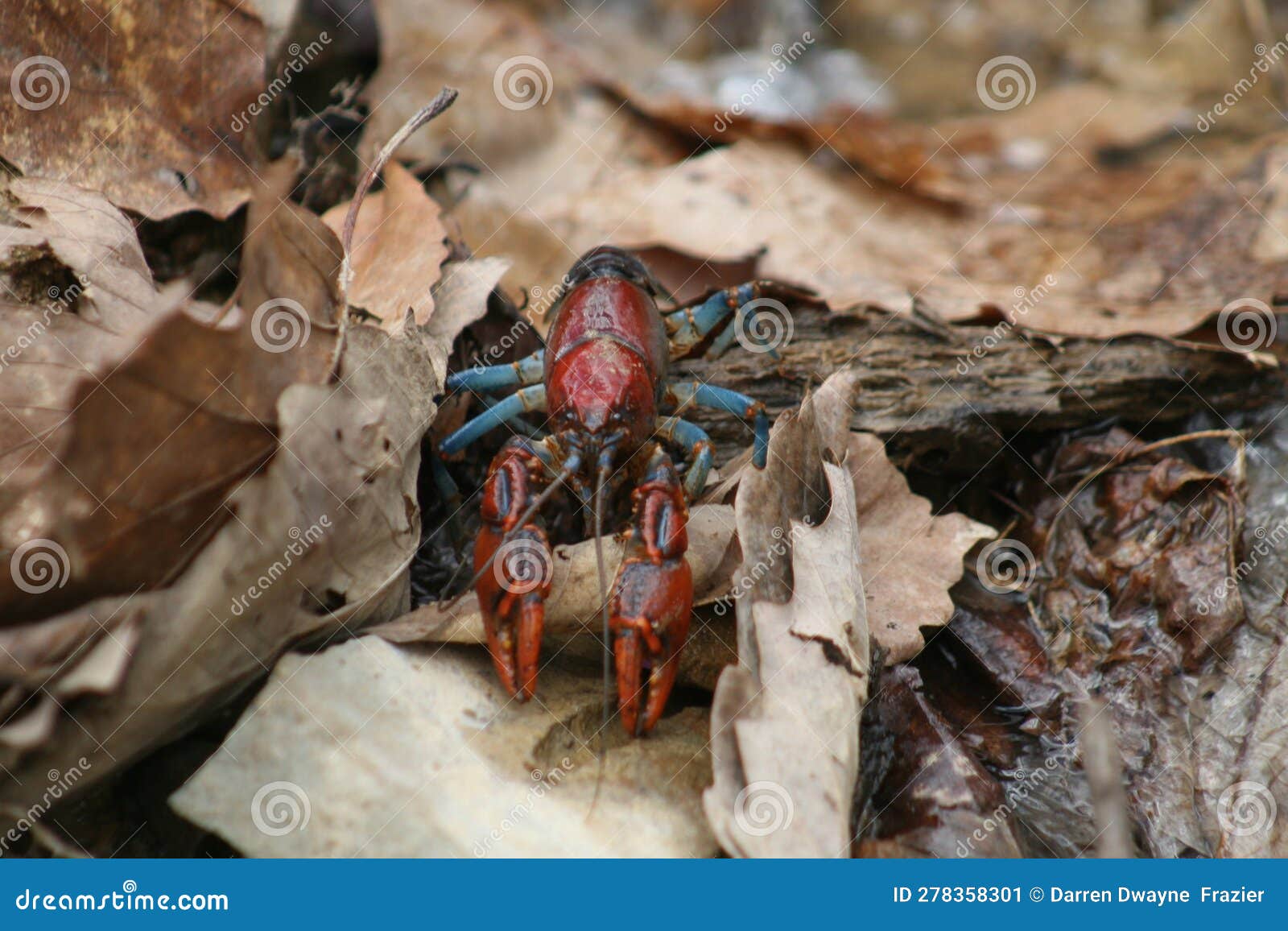 Crayfish in Tennesse Stream 2023 I Stock Image - Image of tennesse ...