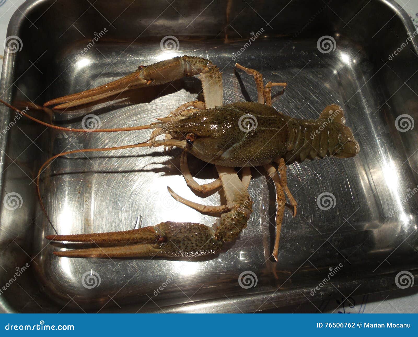 Crayfish in a tray stock photo. Image of plate, crayfish - 76506762
