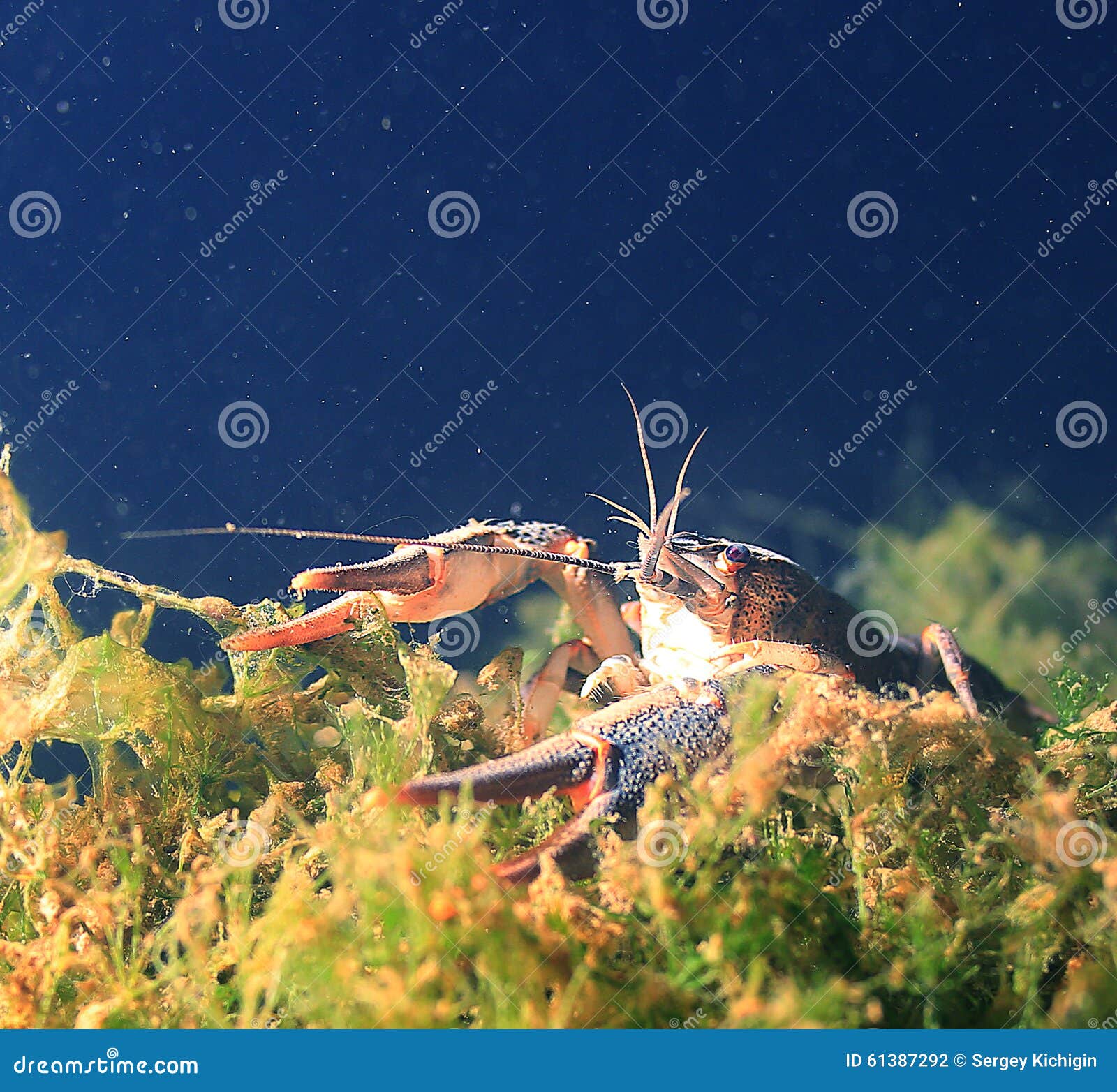 Crayfish under water stock photo. Image of closeup, live - 61387292