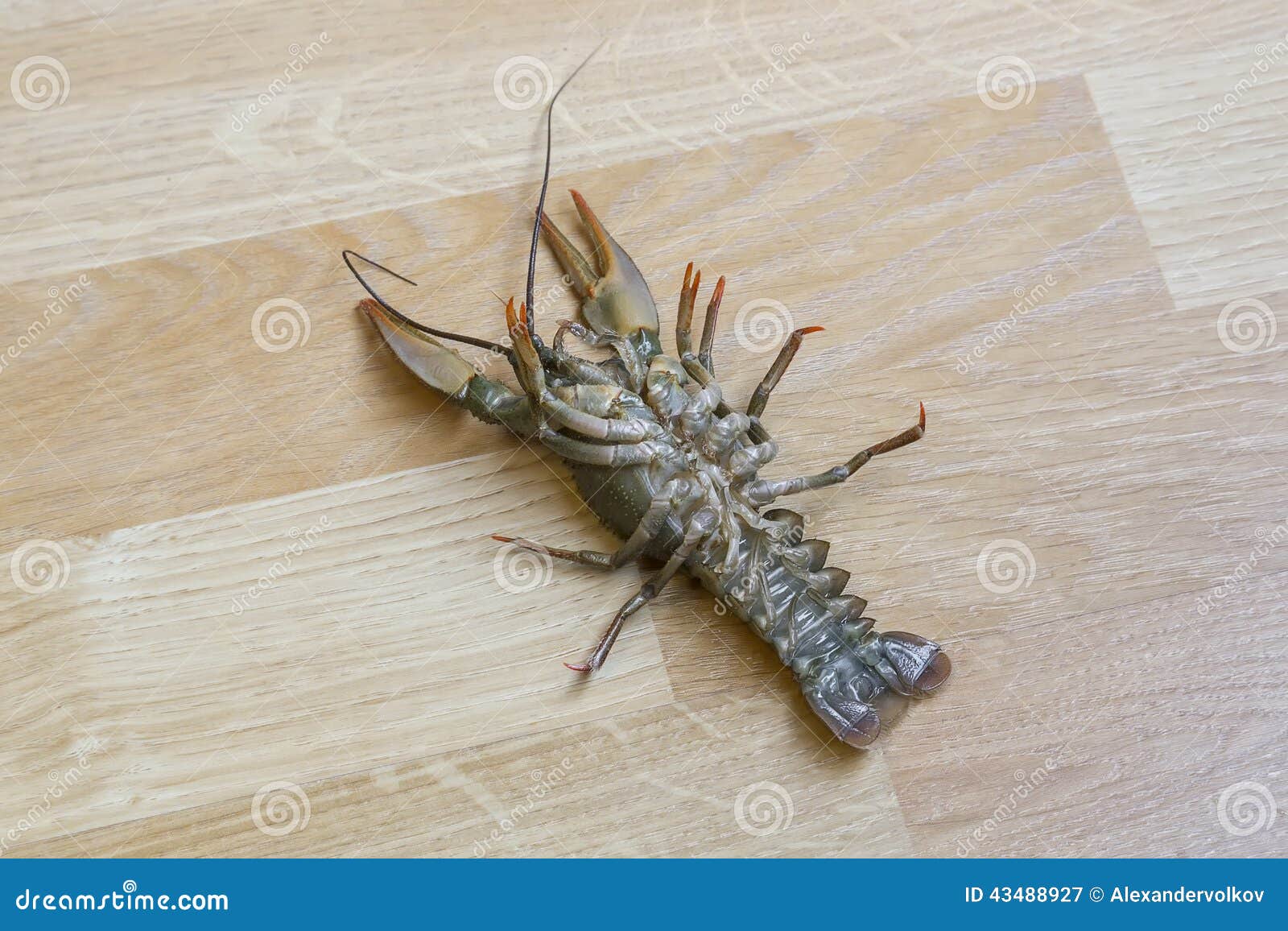 Crayfish Upside Down View On A Parquet Floor Stock Photo - Image: 43488927
