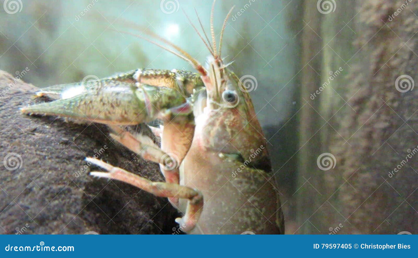 Crayfish Walking stock video. Video of rock, video, crustacean - 79597405