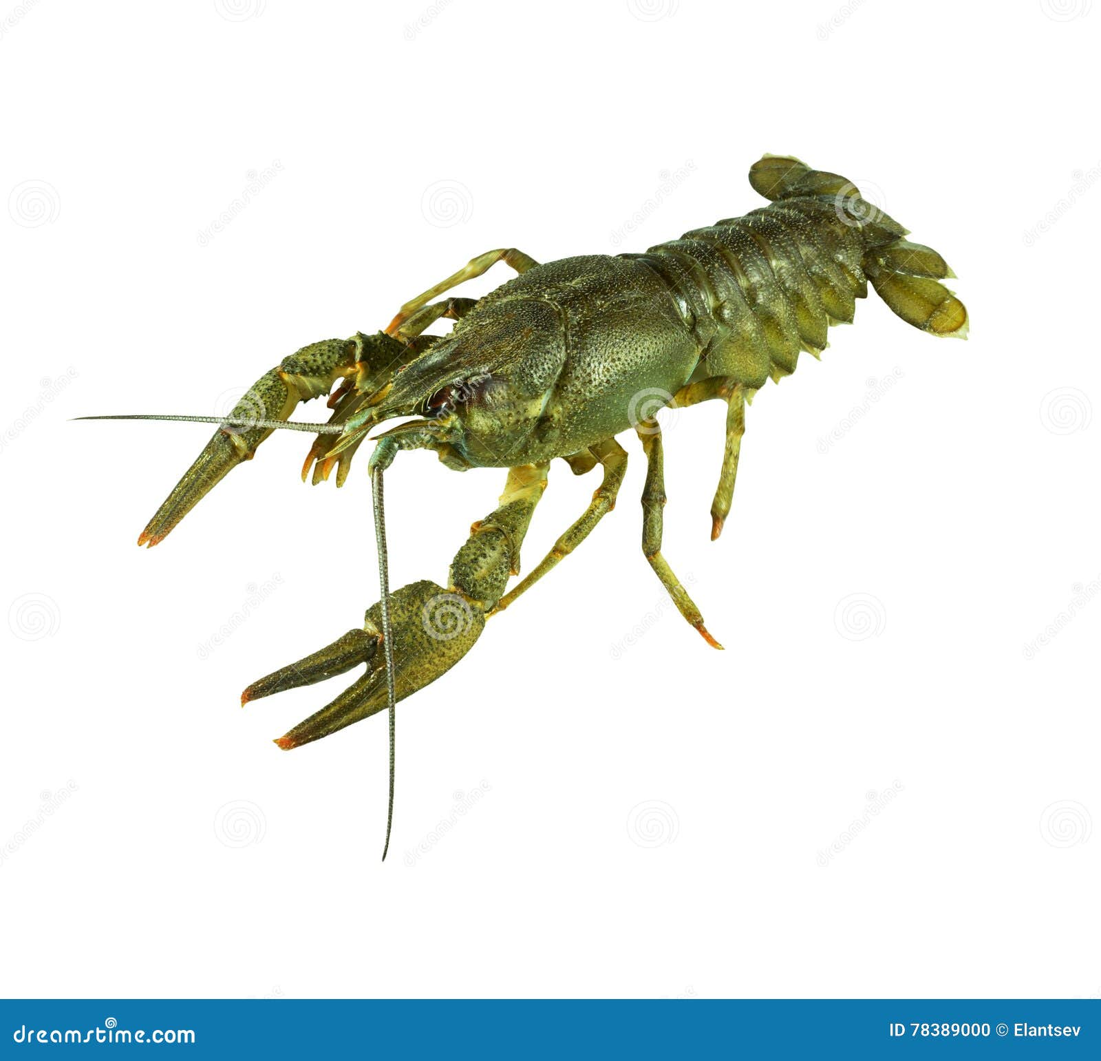 Crayfish On A White Background. Crayfish Isolated On White. Stock Photo ... Crayfish On A White Background. Crayfish Isolated On White. Stock Photo ...