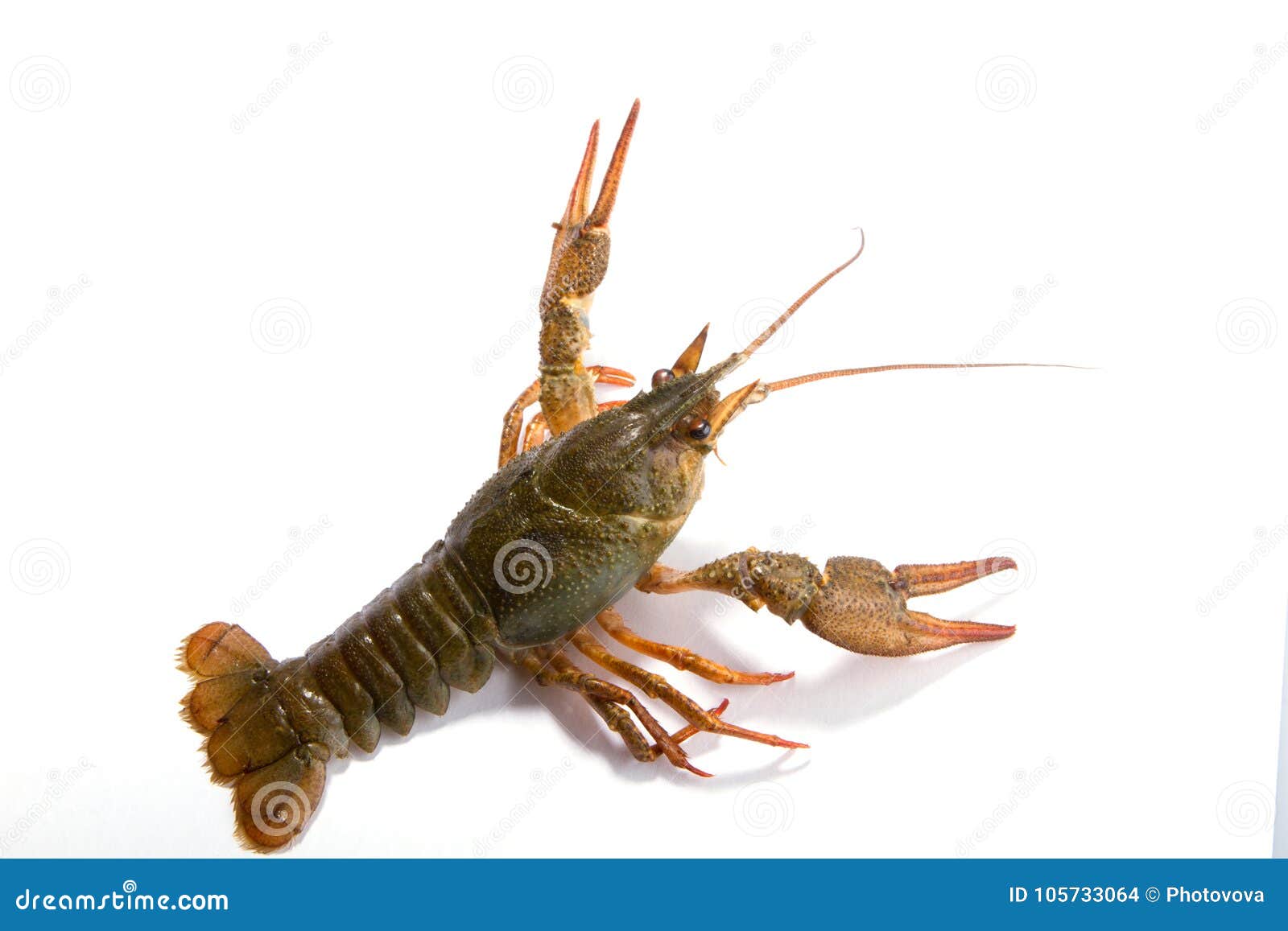 Crayfish on a White Background Stock Photo - Image of life, color ... Crayfish on a White Background Stock Photo - Image of life, color ...
