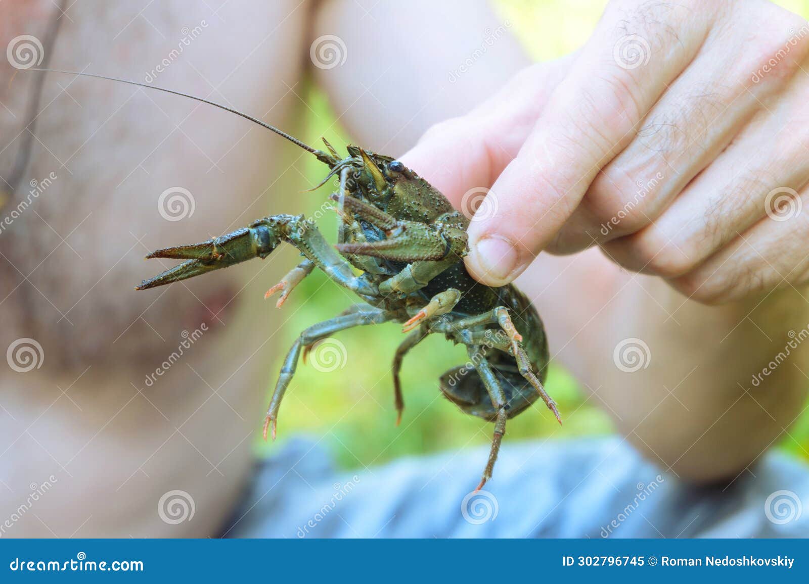 Crayfisherman Holding a Live Crayfish in His Hand Stock Image - Image ...