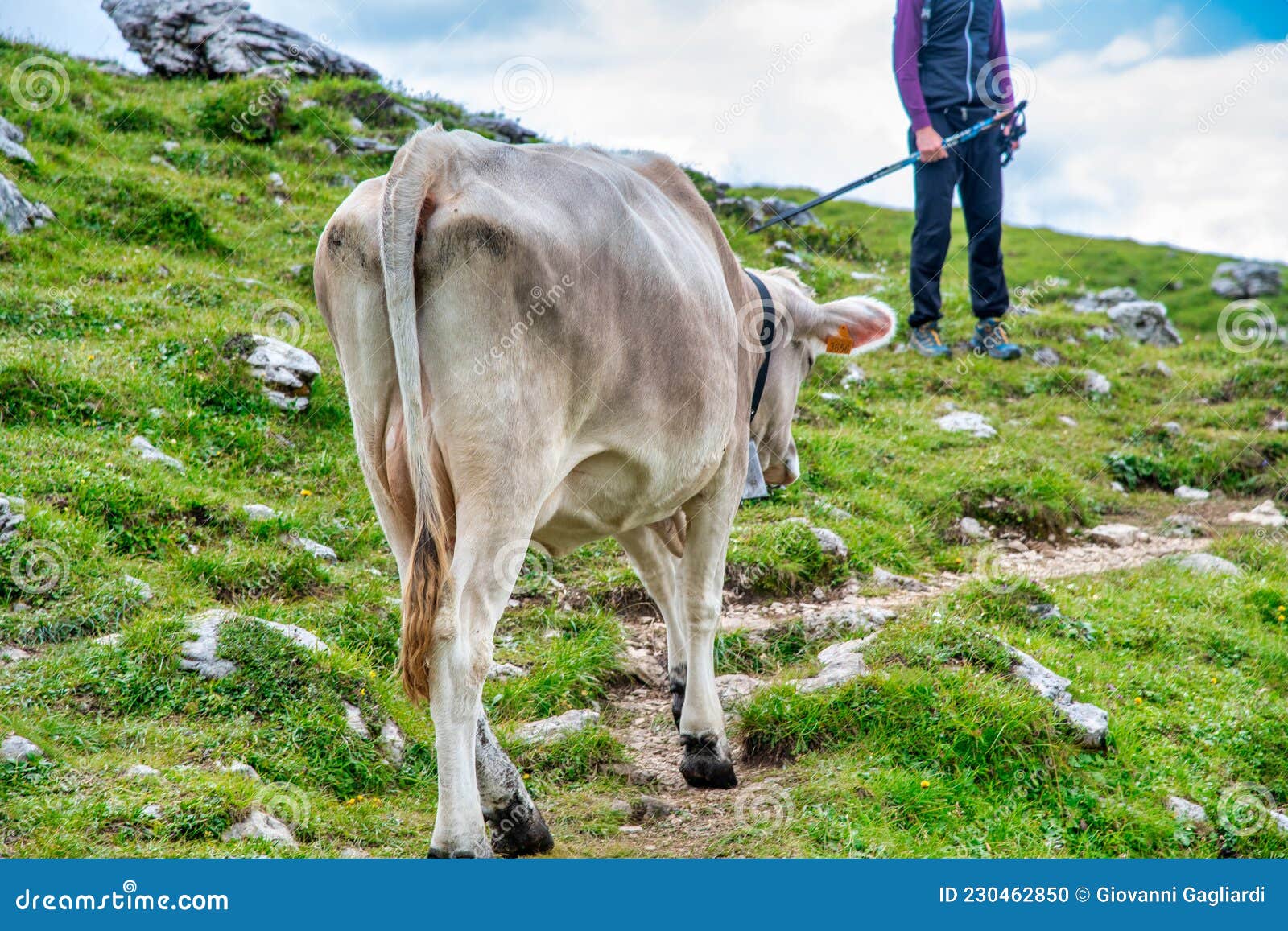 Crazing Cow in the Alps in Summer Season Stock Photo - Image of ...