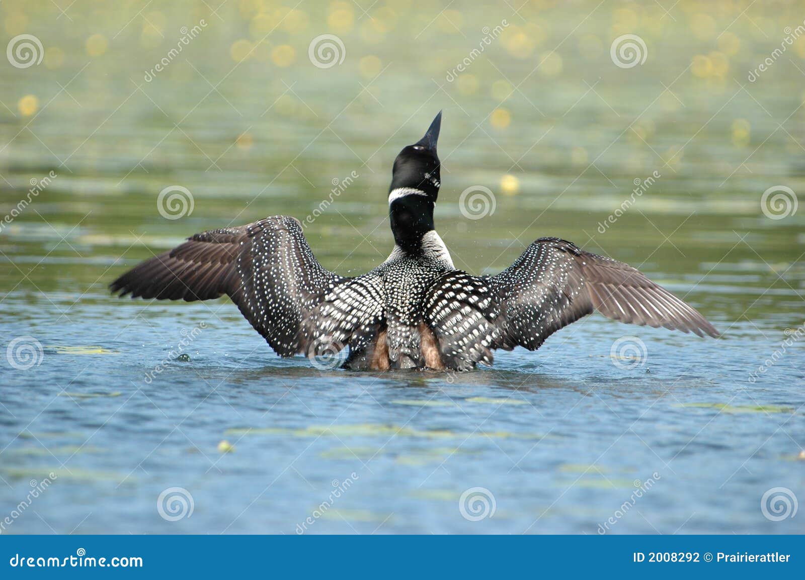 Crazy Goose Photos - Free & Royalty-Free Stock Photos from Dreamstime