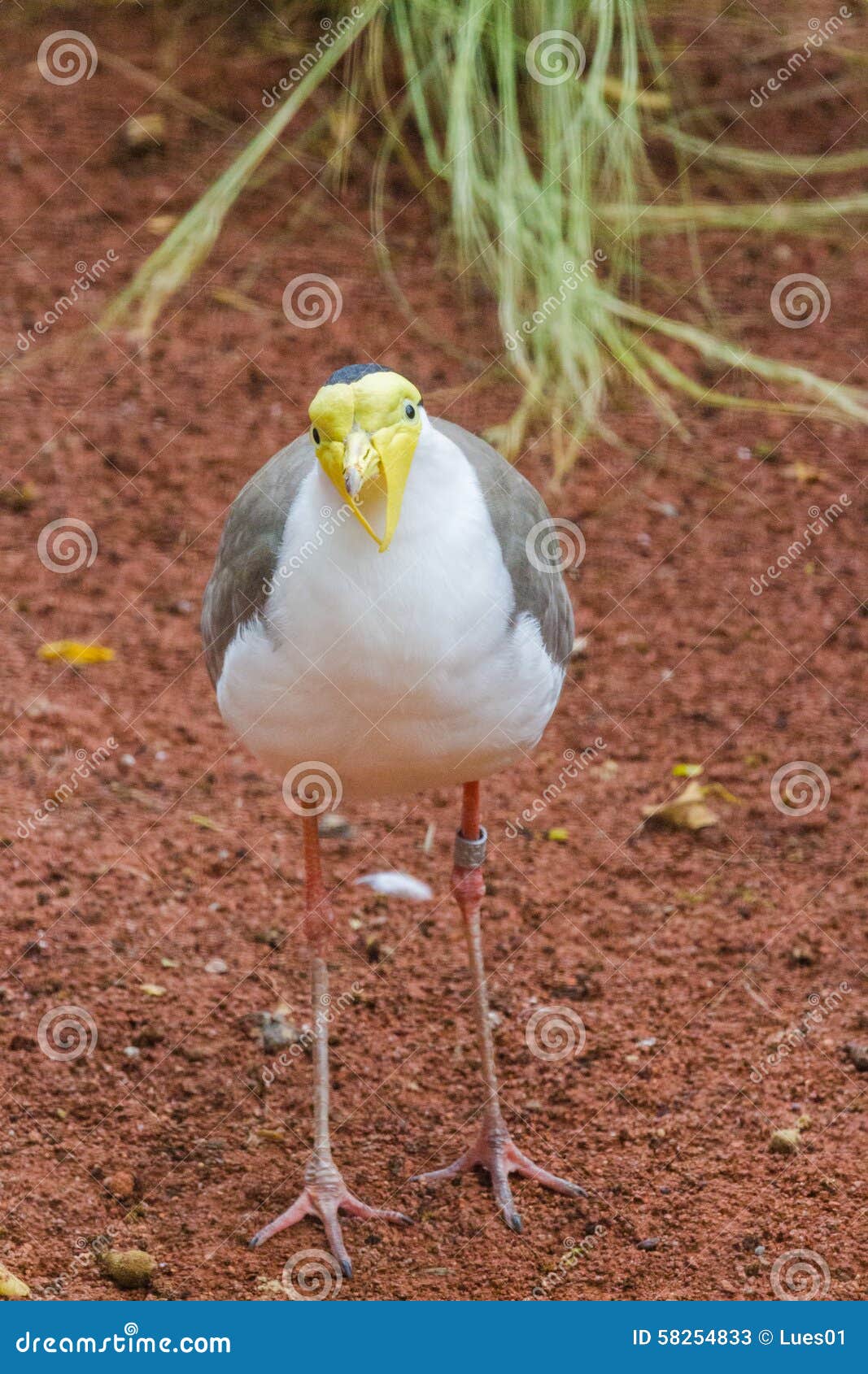 Crazy bird stock image. Image of lunatic, little, idea - 58254833