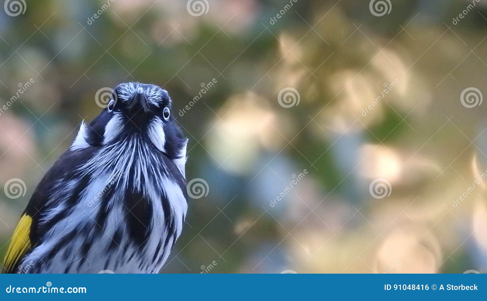 Crazy Bird stock photo. Image of small, focus, direct - 91048416
