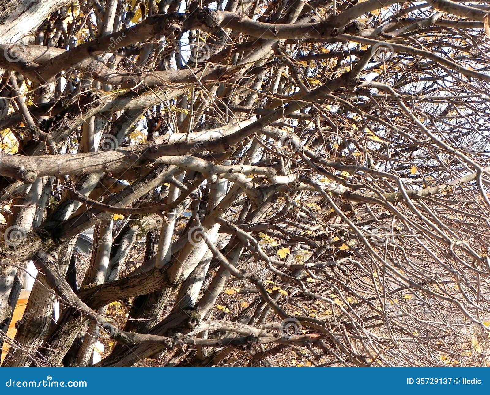 Crazy branches stock image. Image of decoration, trees - 35729137