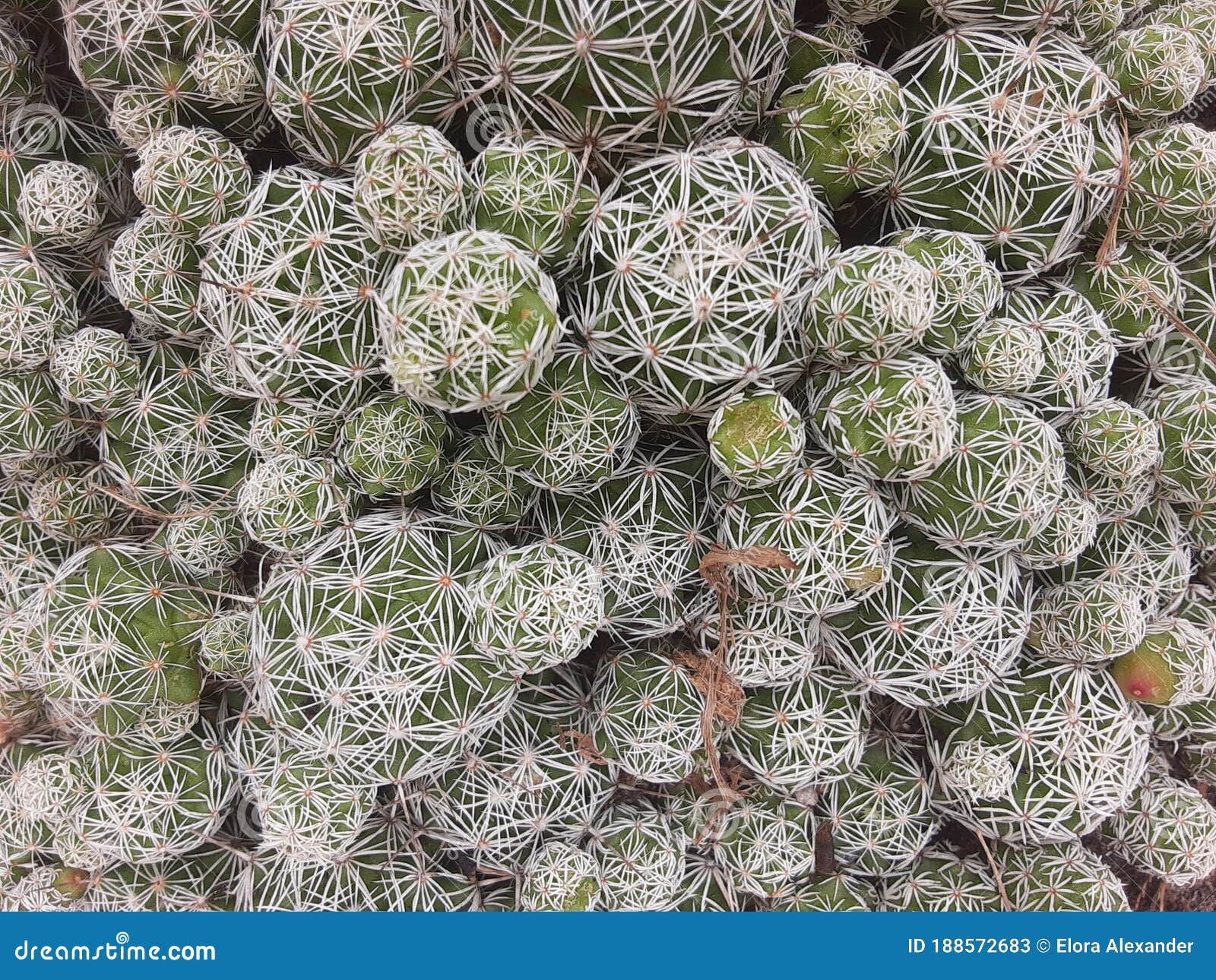 Crazy Cactus stock image. Image of crazy, close, cactus - 188572683