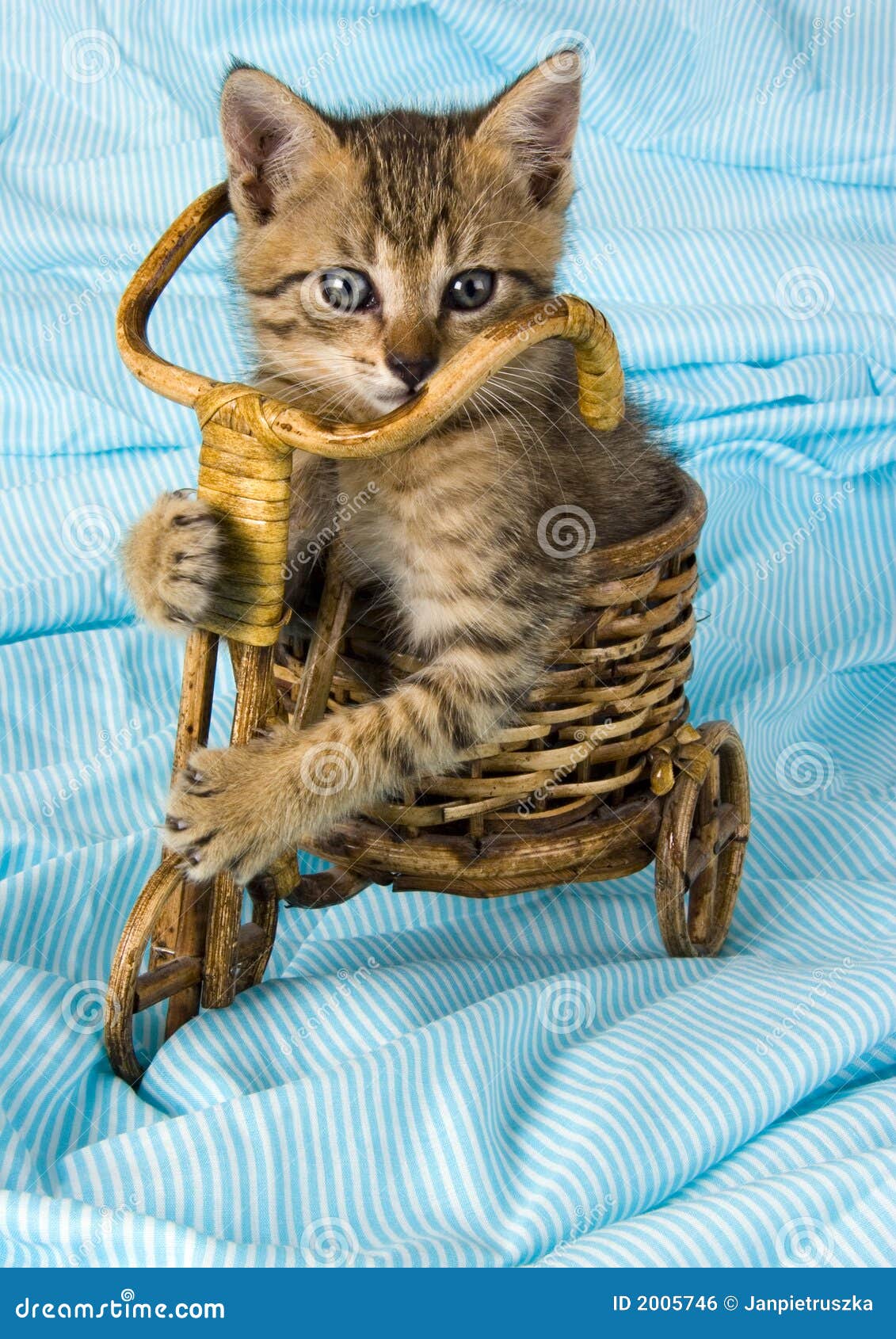 Crazy cat stock photo. Image of domestic, felis, pets - 2005746