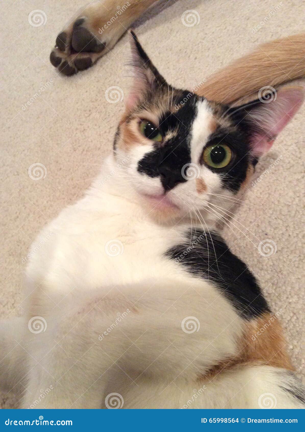 Crazy cat stock photo. Image of crazy, making, calico - 65998564