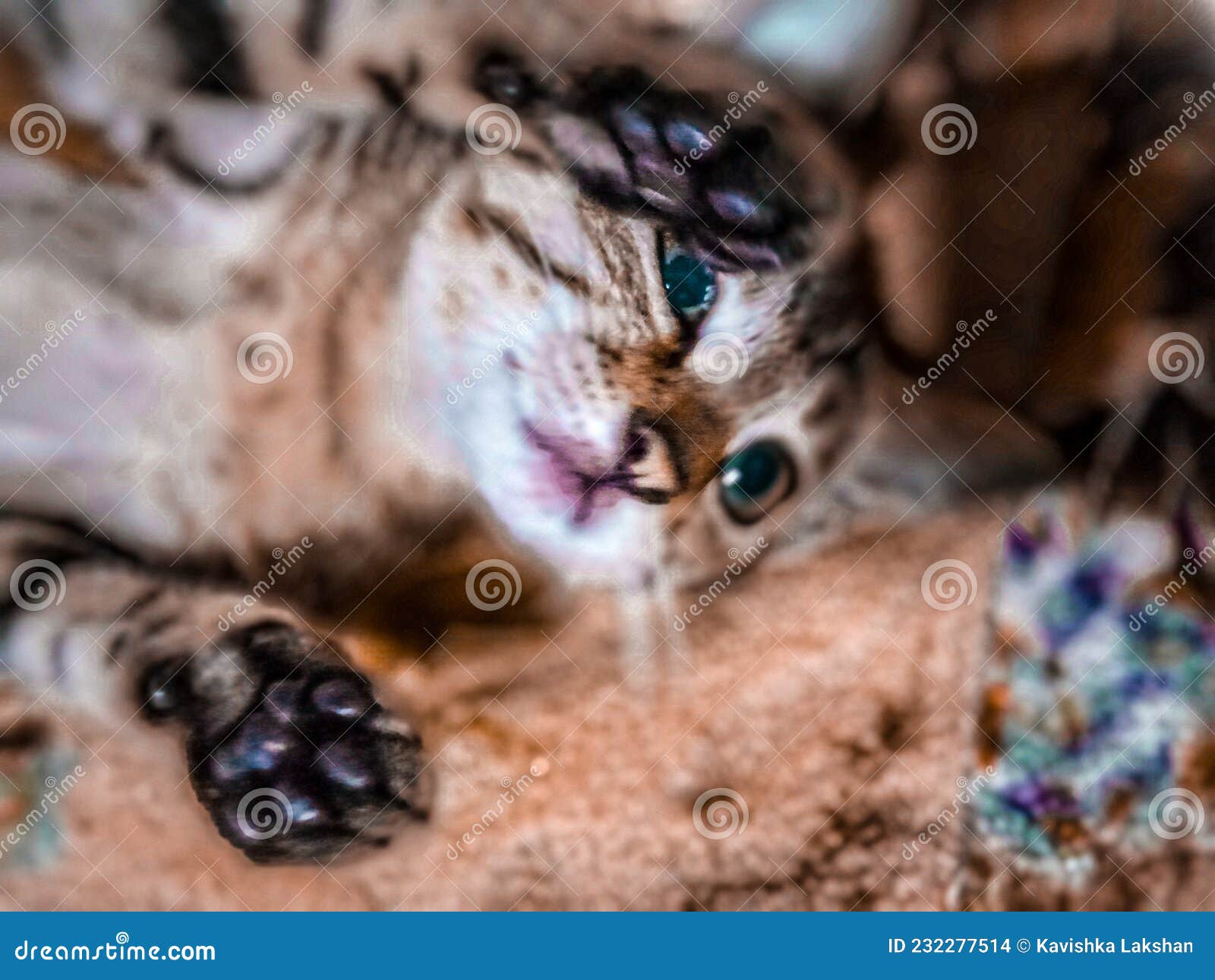 Crazy Cat with Beautiful Eyes and Nails Stock Photo - Image of look ...