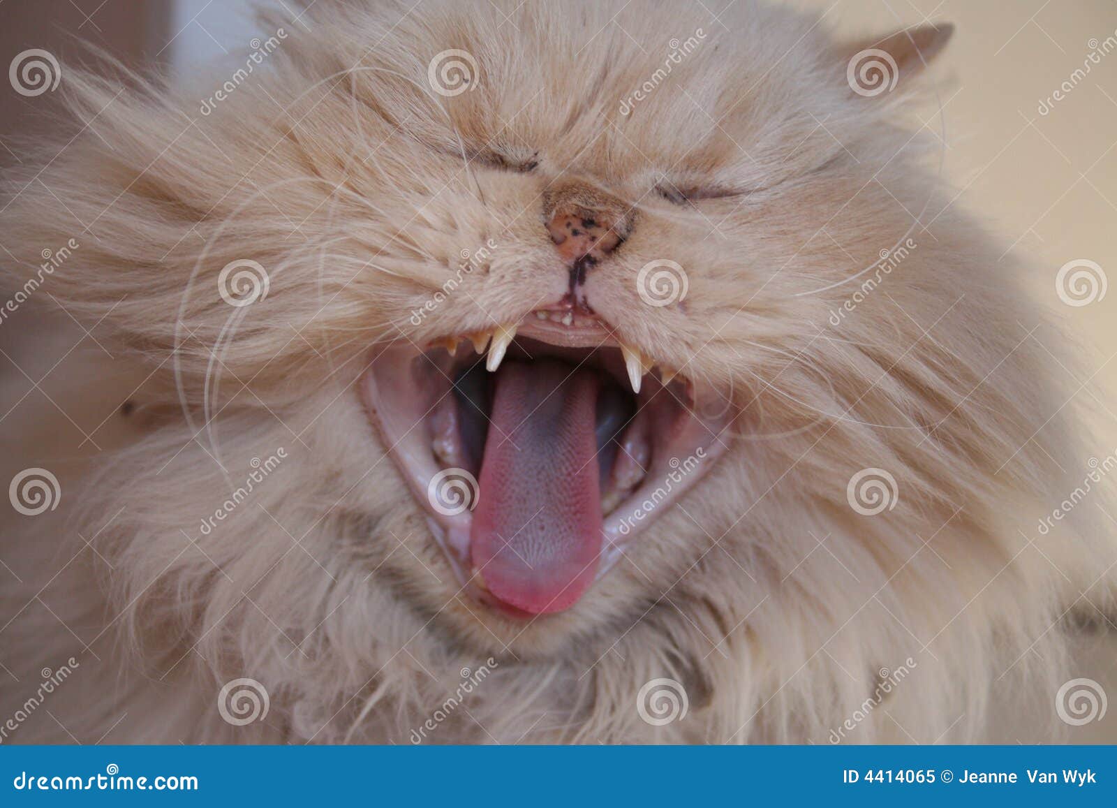 Crazy cat yawn stock image. Image of wide, tired, animals - 4414065