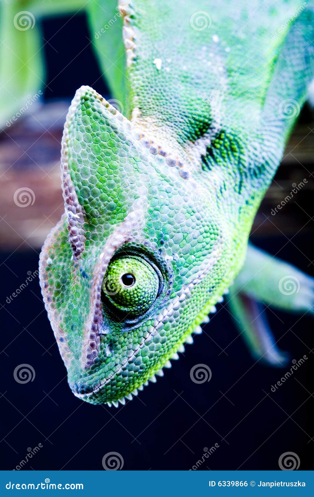 Crazy chameleon stock photo. Image of themes, changing - 6339866