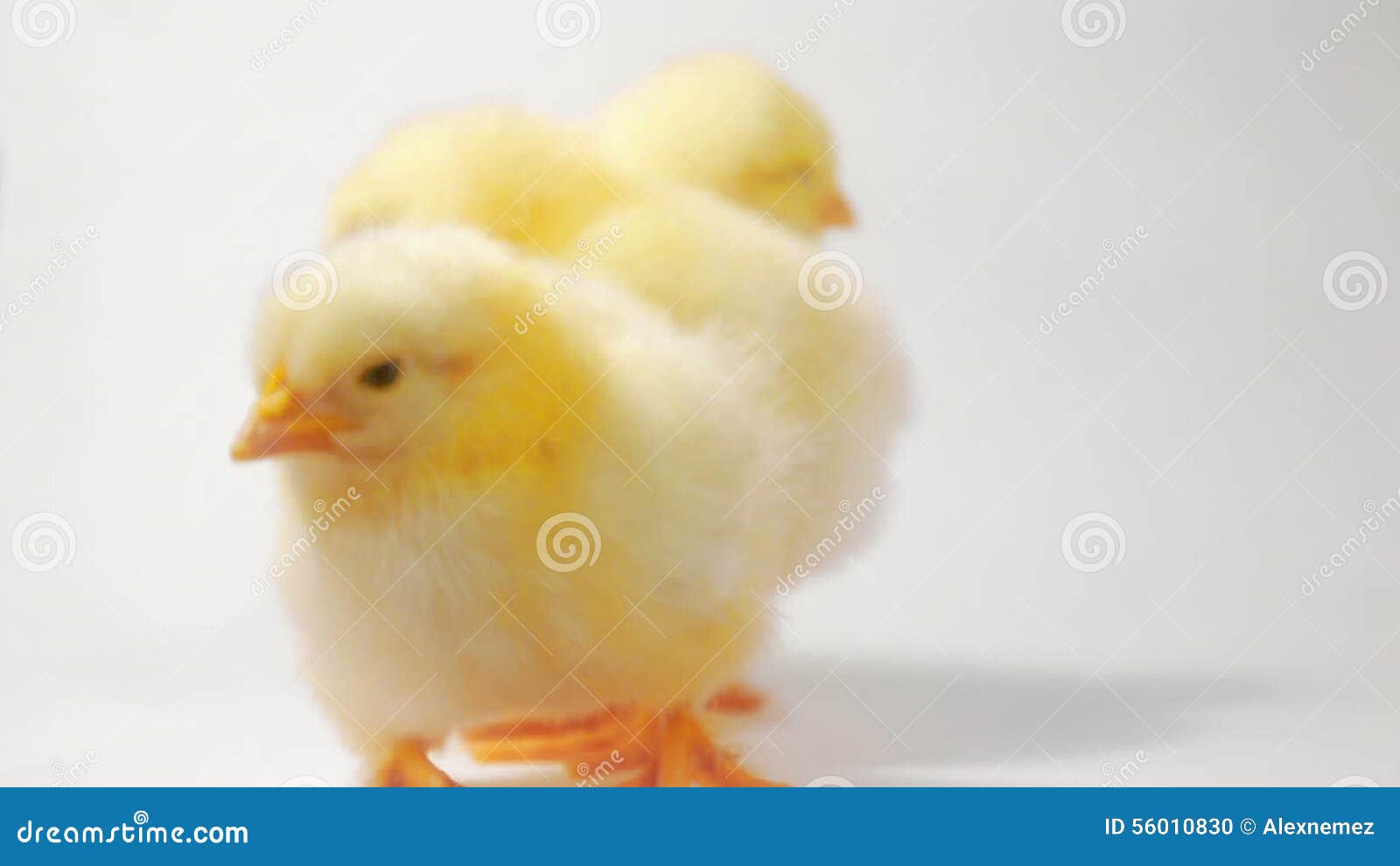 Download crazy chicken song - groundxaser