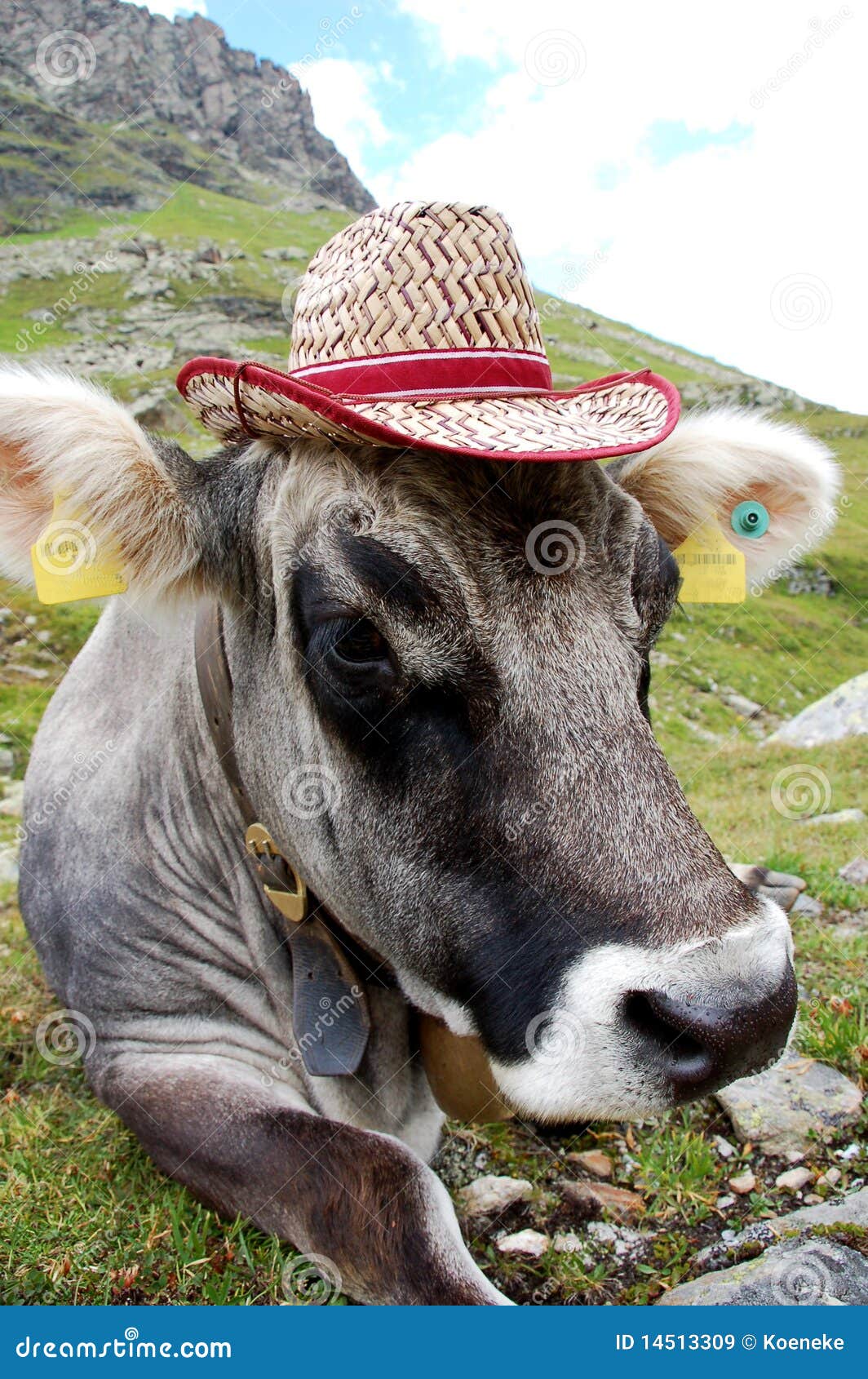 Crazy Cow stock image. Image of environment, land, grassland - 14513309
